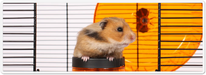 Hamsters and Gerbils | Omlet