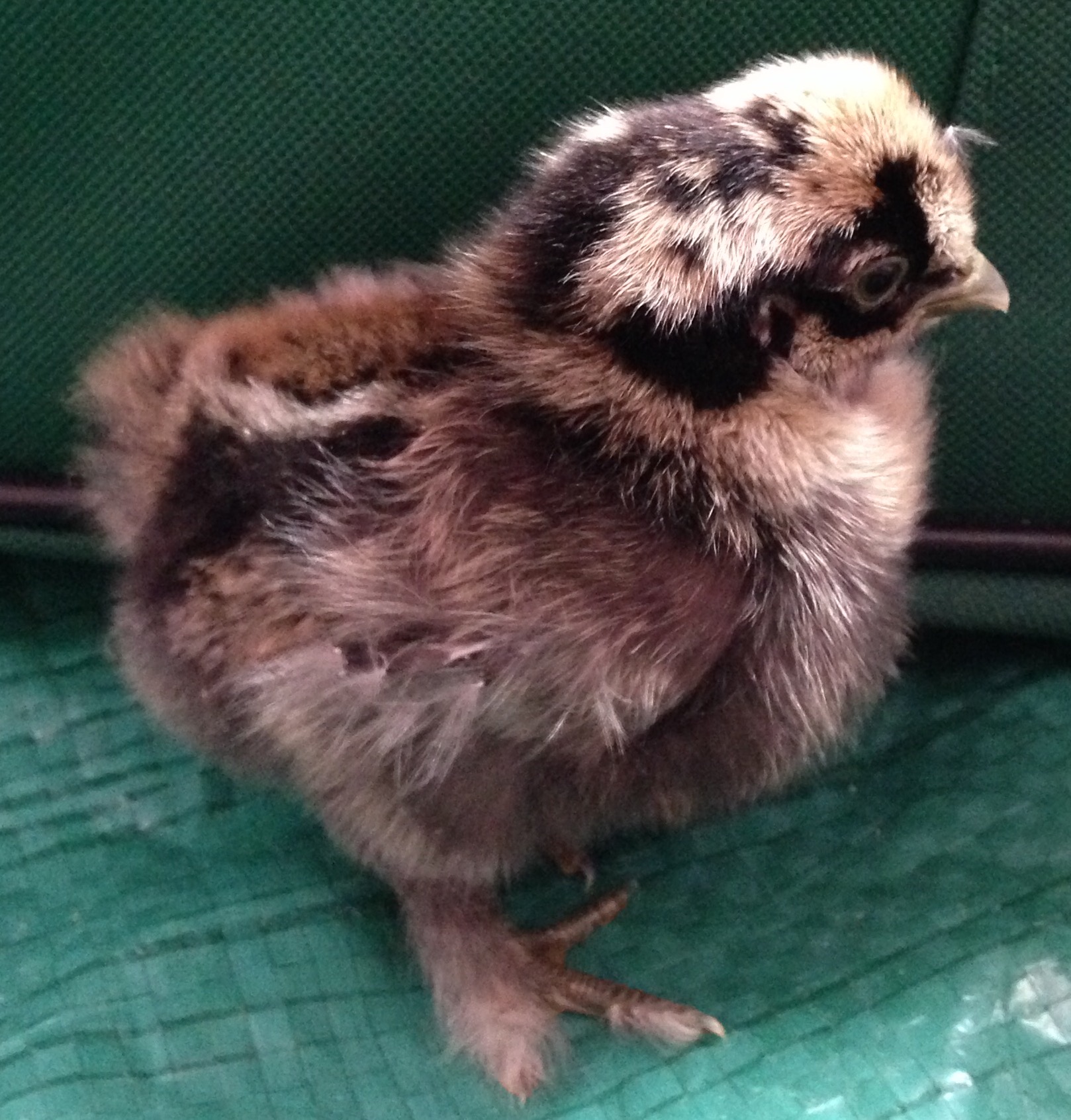 Silkie For Sale | Chickens | Breed Information | Omlet