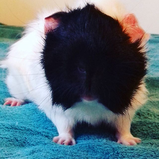 Abyssinian For Sale | Guinea Pigs | Breed Information | Omlet