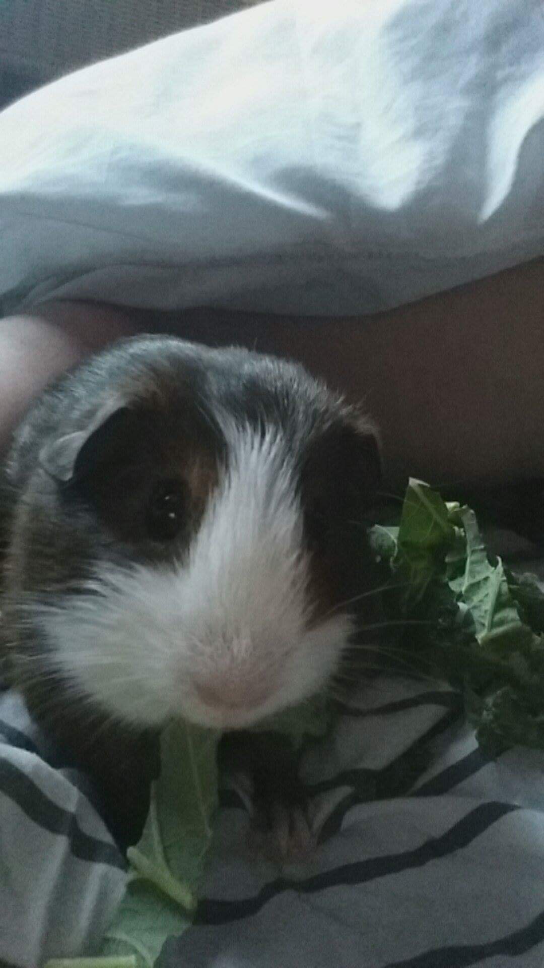 Agouti For Sale | Guinea Pigs | Breed Information | Omlet