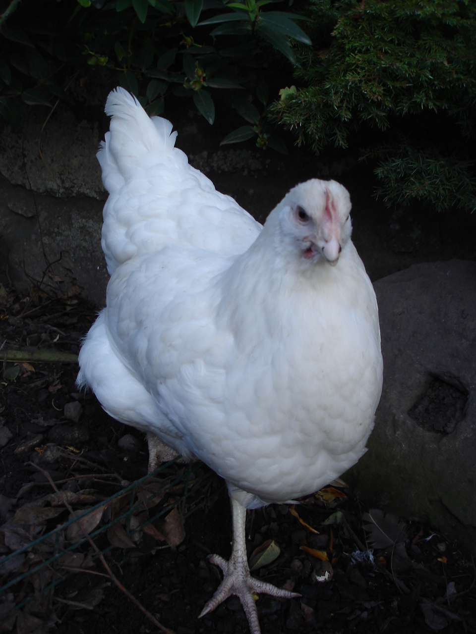 Hybrid For Sale | Chickens | Breed Information | Omlet