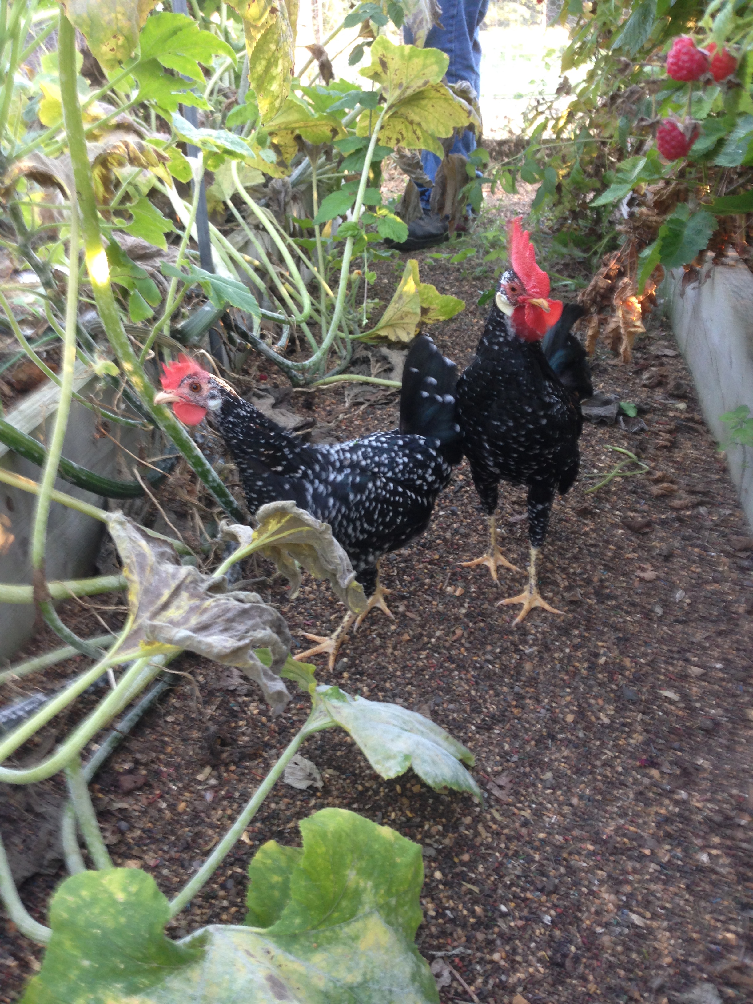 Ancona For Sale | Chickens | Breed Information | Omlet