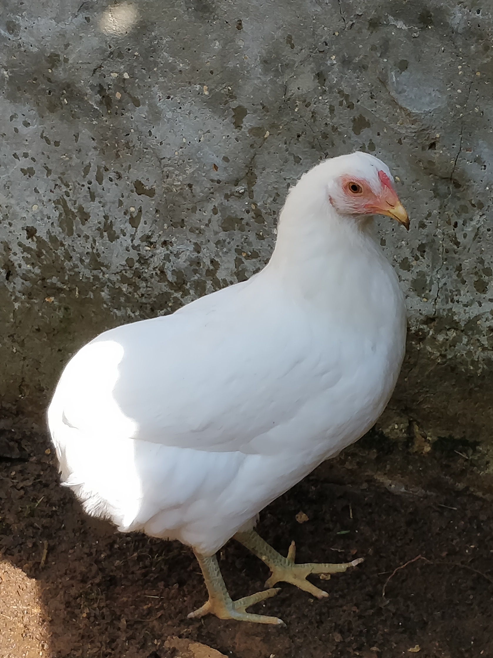 Araucana For Sale | Chickens | Breed Information | Omlet