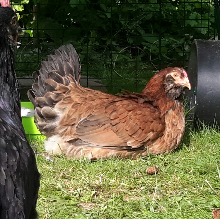 Araucana For Sale | Chickens | Breed Information | Omlet