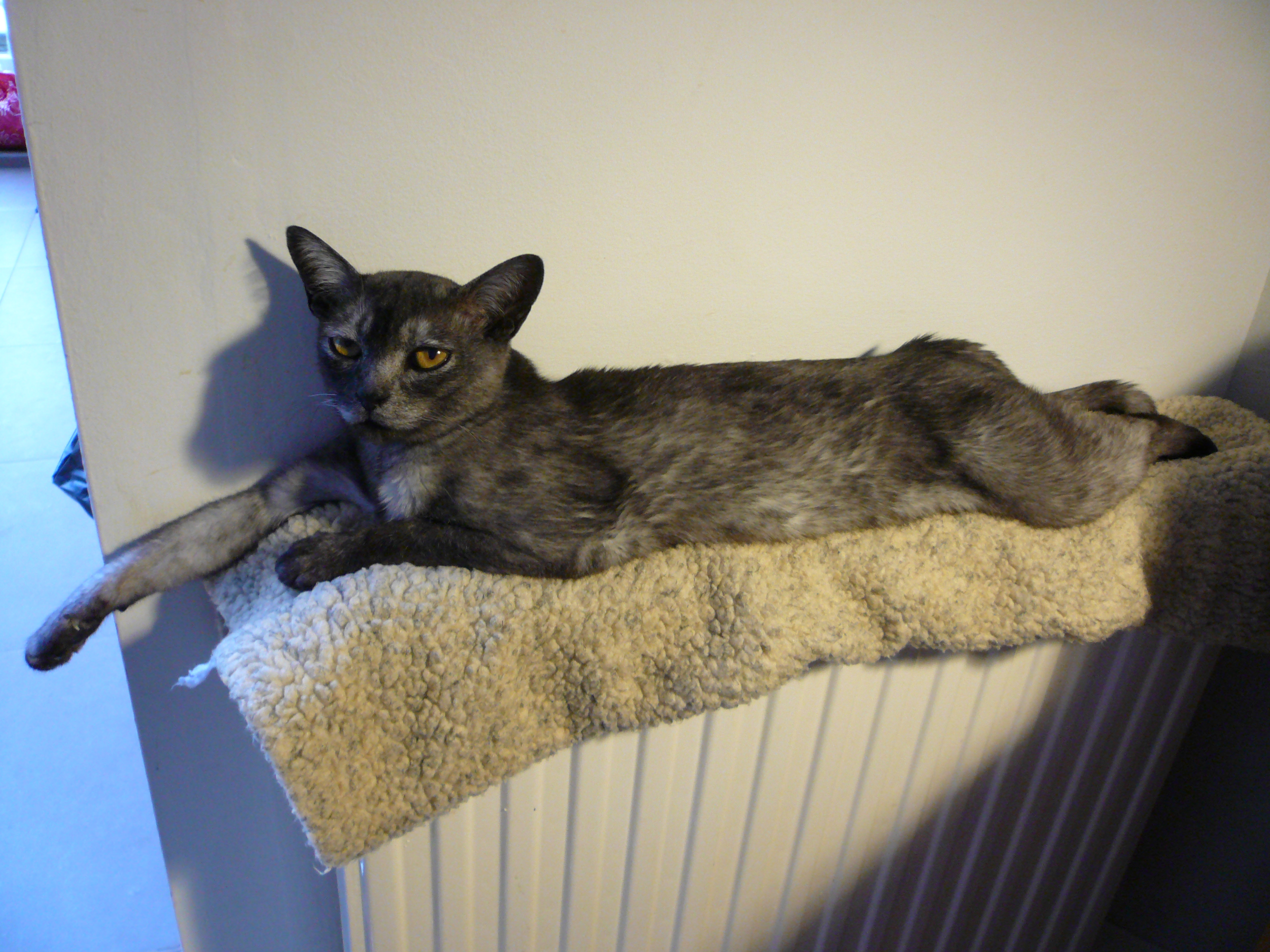 Asian - Smoke | Cats | Breed Information | Omlet