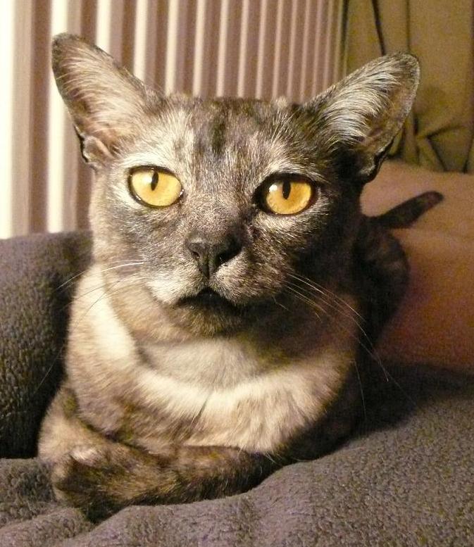 Asian - Smoke | Cats | Breed Information | Omlet