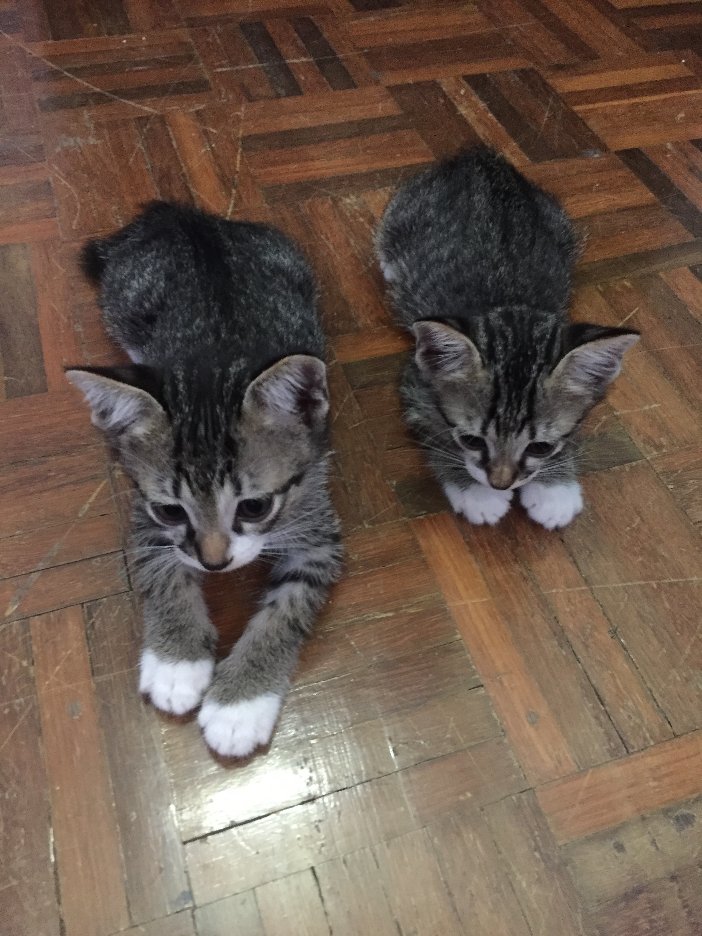 Asian - Tabby | Cats | Breed Information | Omlet