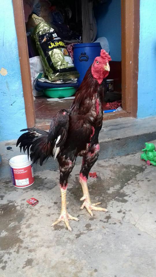Asil For Sale | Chickens | Breed Information | Omlet