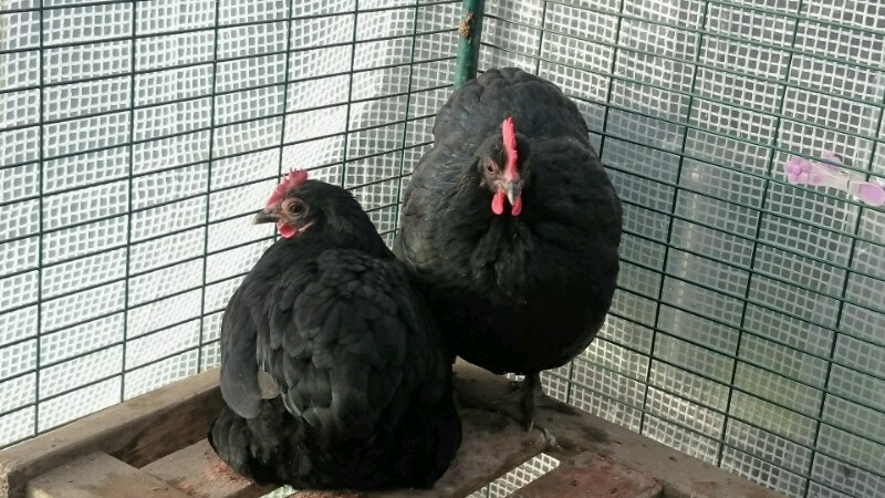 Australorps For Sale | Chickens | Breed Information | Omlet