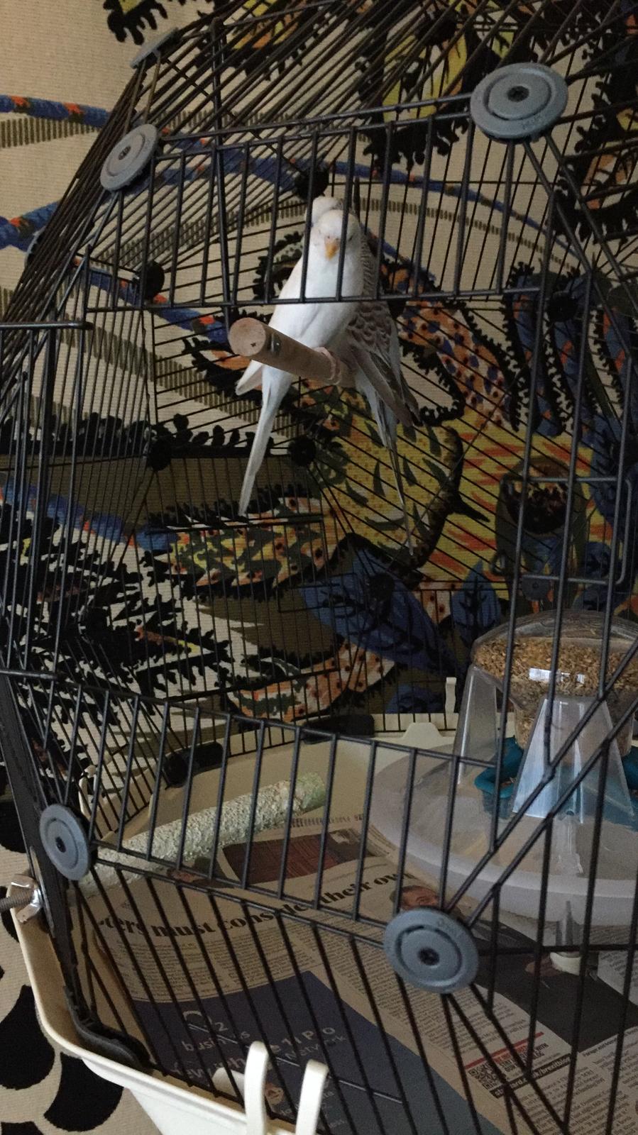 Geo Bird Cage | The Beautiful Geodesic Budgie Cage