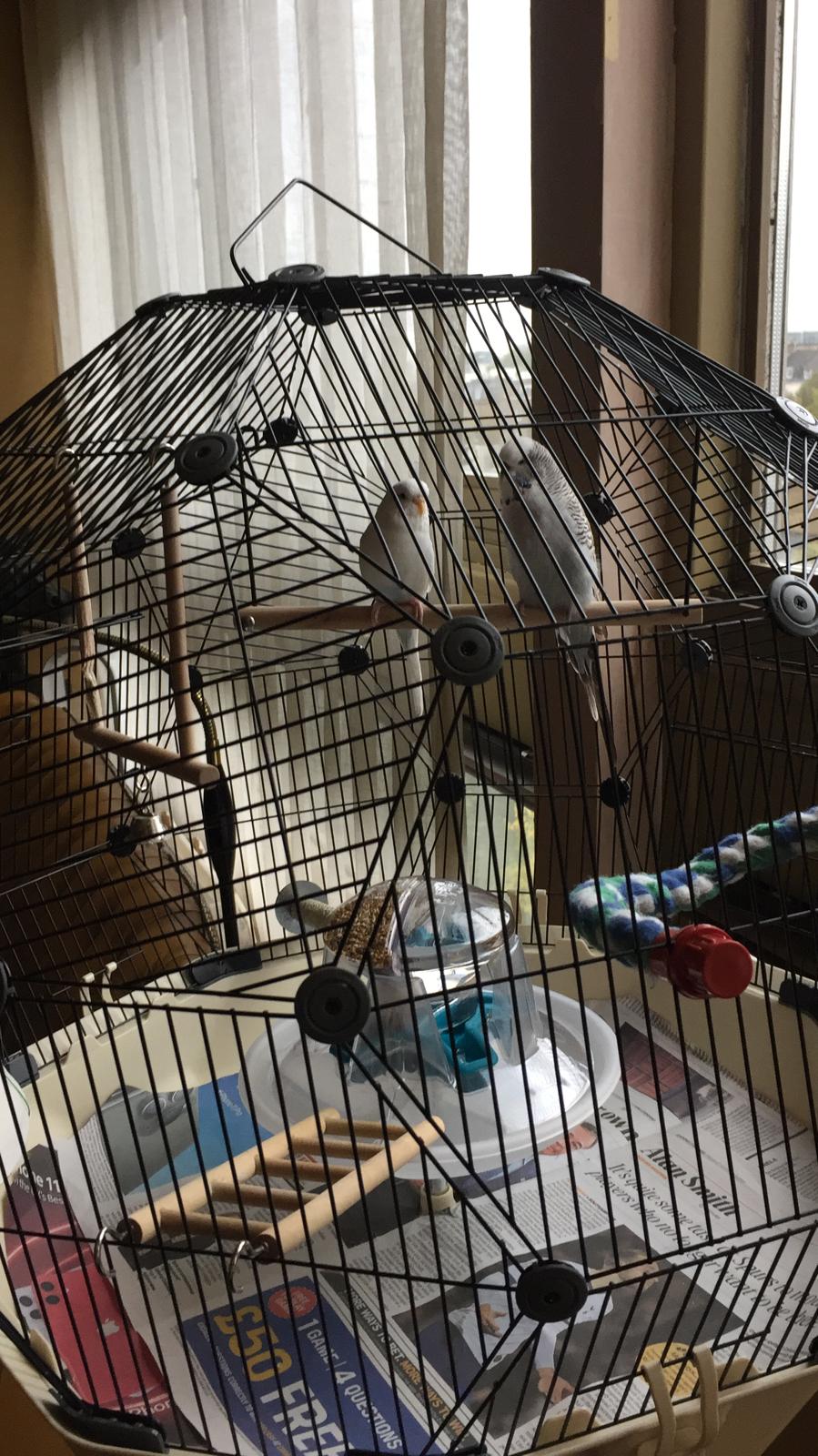 Geo Bird Cage | The Beautiful Geodesic Budgie Cage