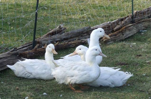 Aylesbury | Ducks | Breed Information | Omlet