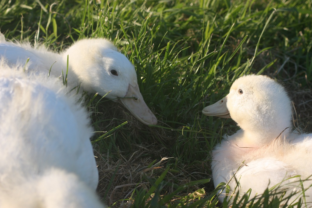 Aylesbury | Ducks | Breed Information | Omlet