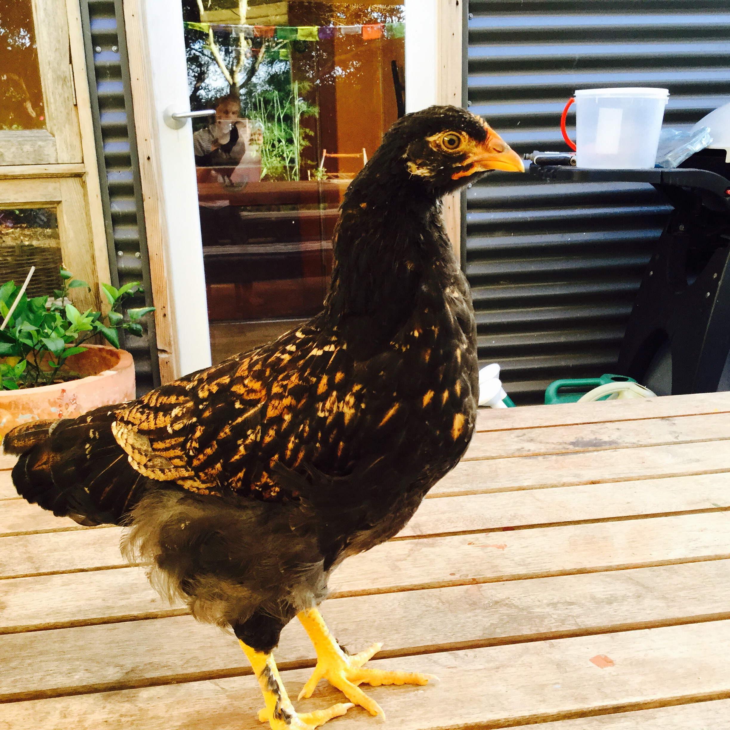 Barnevelder For Sale | Chickens | Breed Information | Omlet