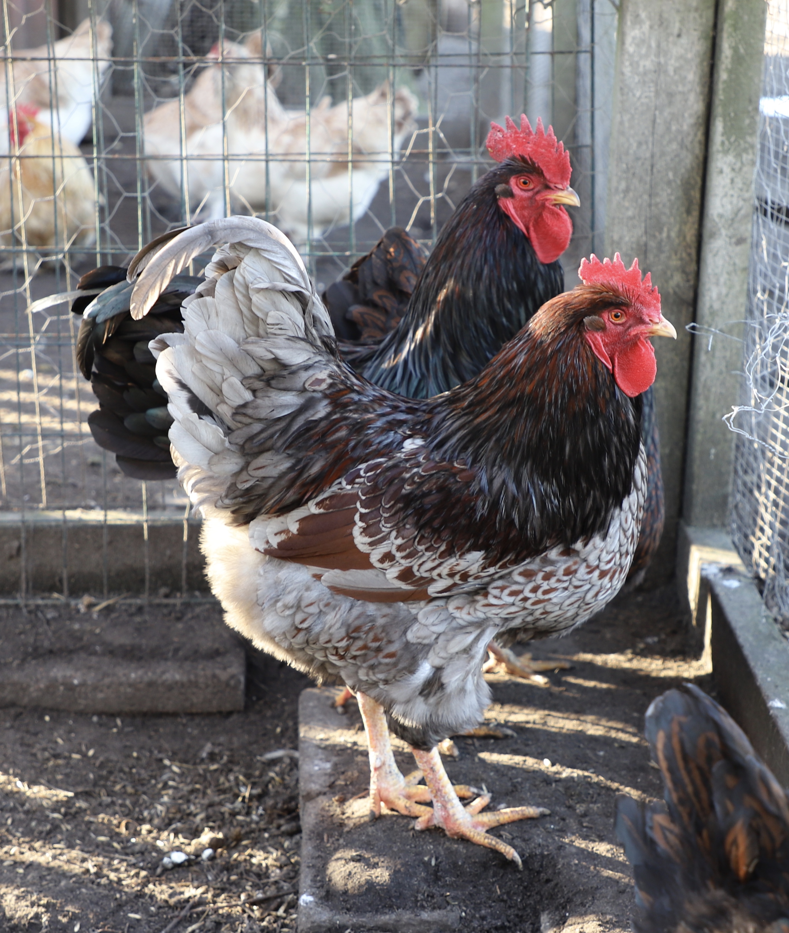 Barnevelder For Sale | Chickens | Breed Information | Omlet
