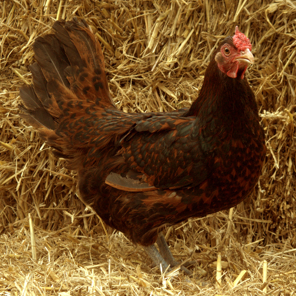 Barnevelder For Sale | Chickens | Breed Information | Omlet