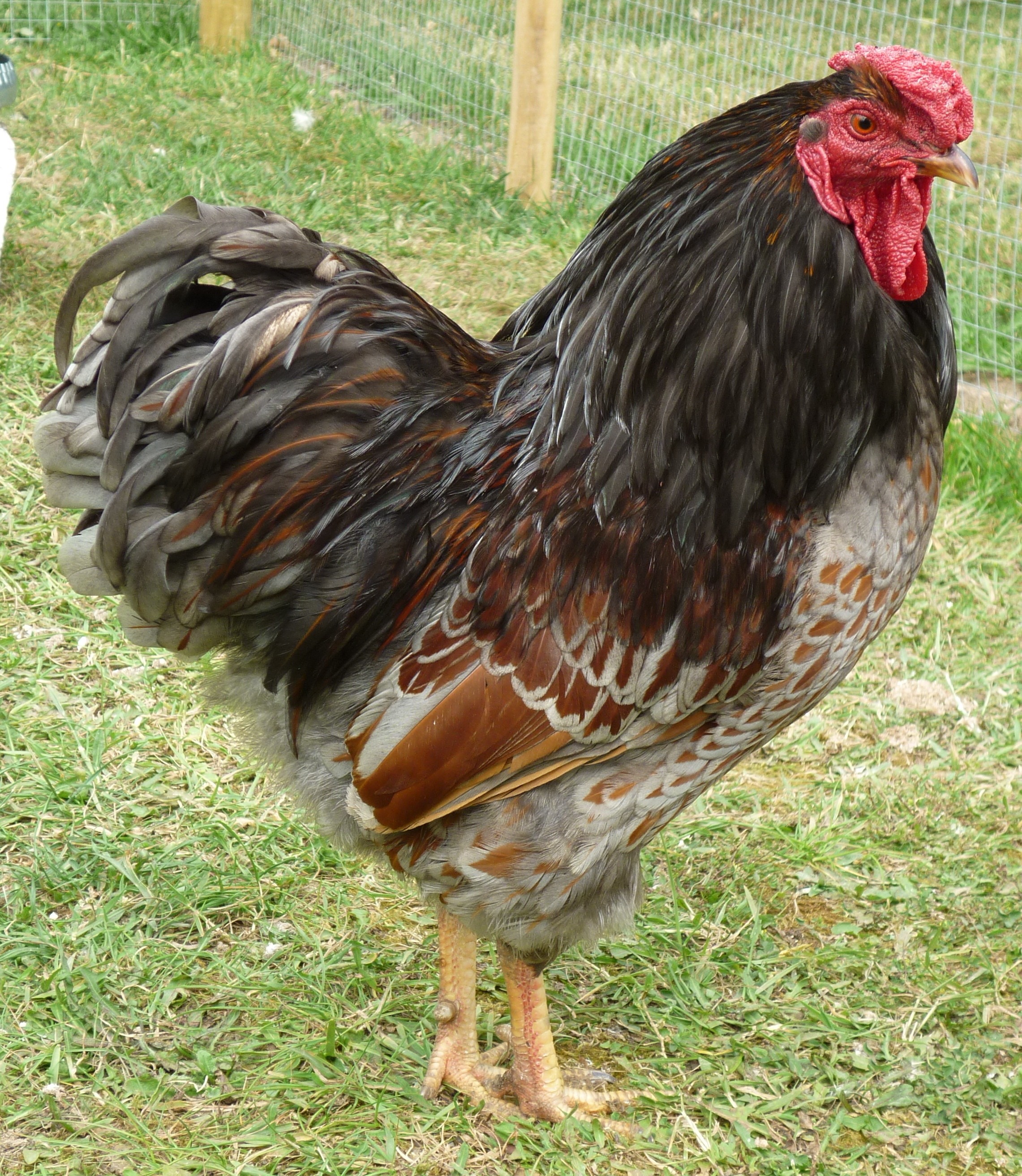 Wyandotte For Sale | Chickens | Breed Information | Omlet