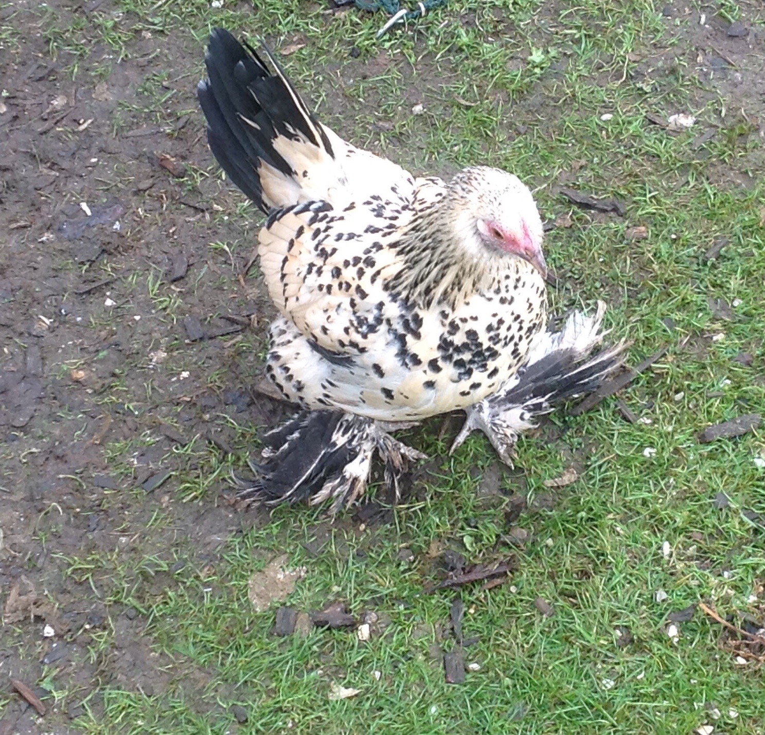 Booted Bantam For Sale | Chickens | Breed Information | Omlet