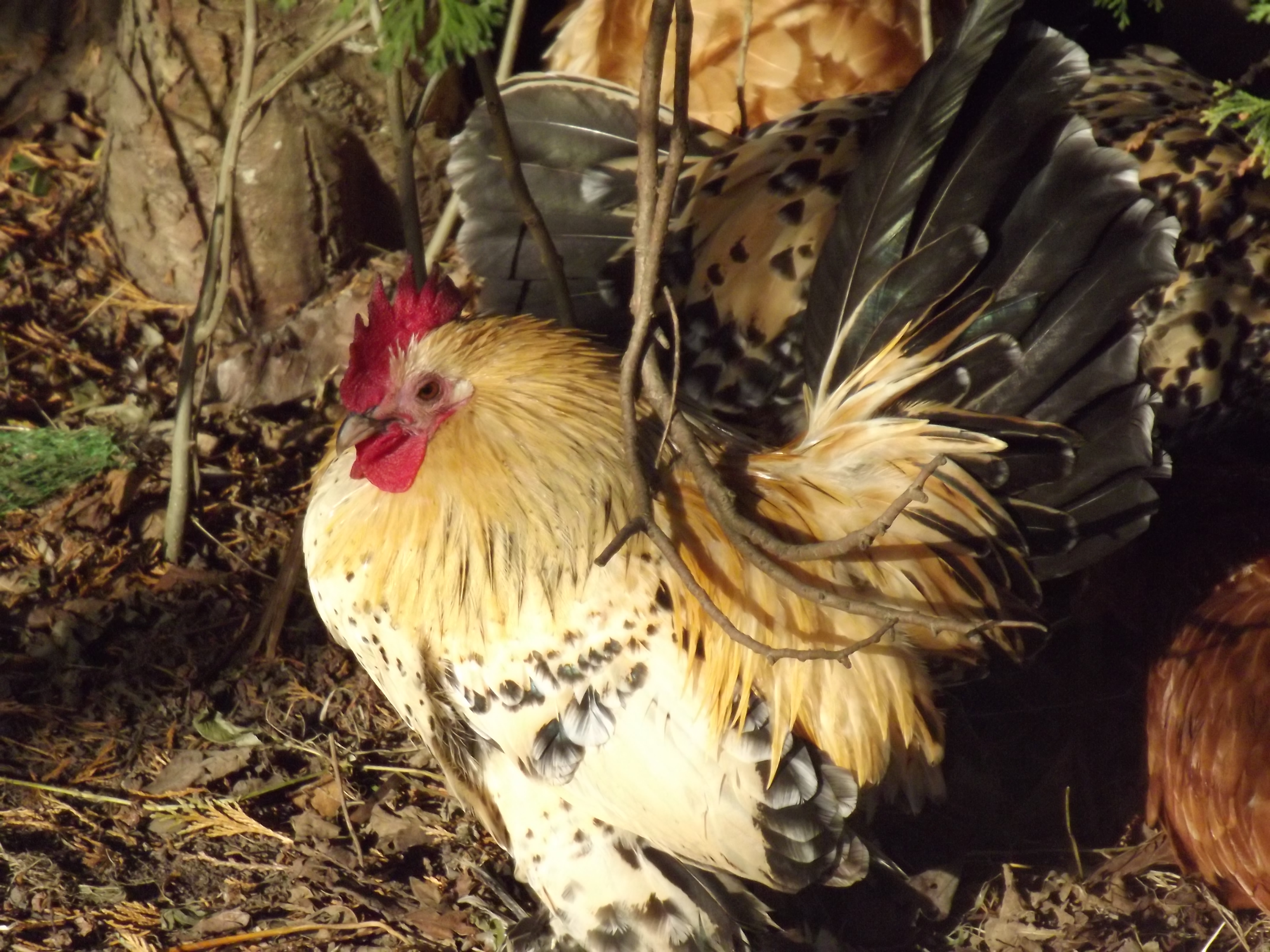 Booted Bantam For Sale | Chickens | Breed Information | Omlet