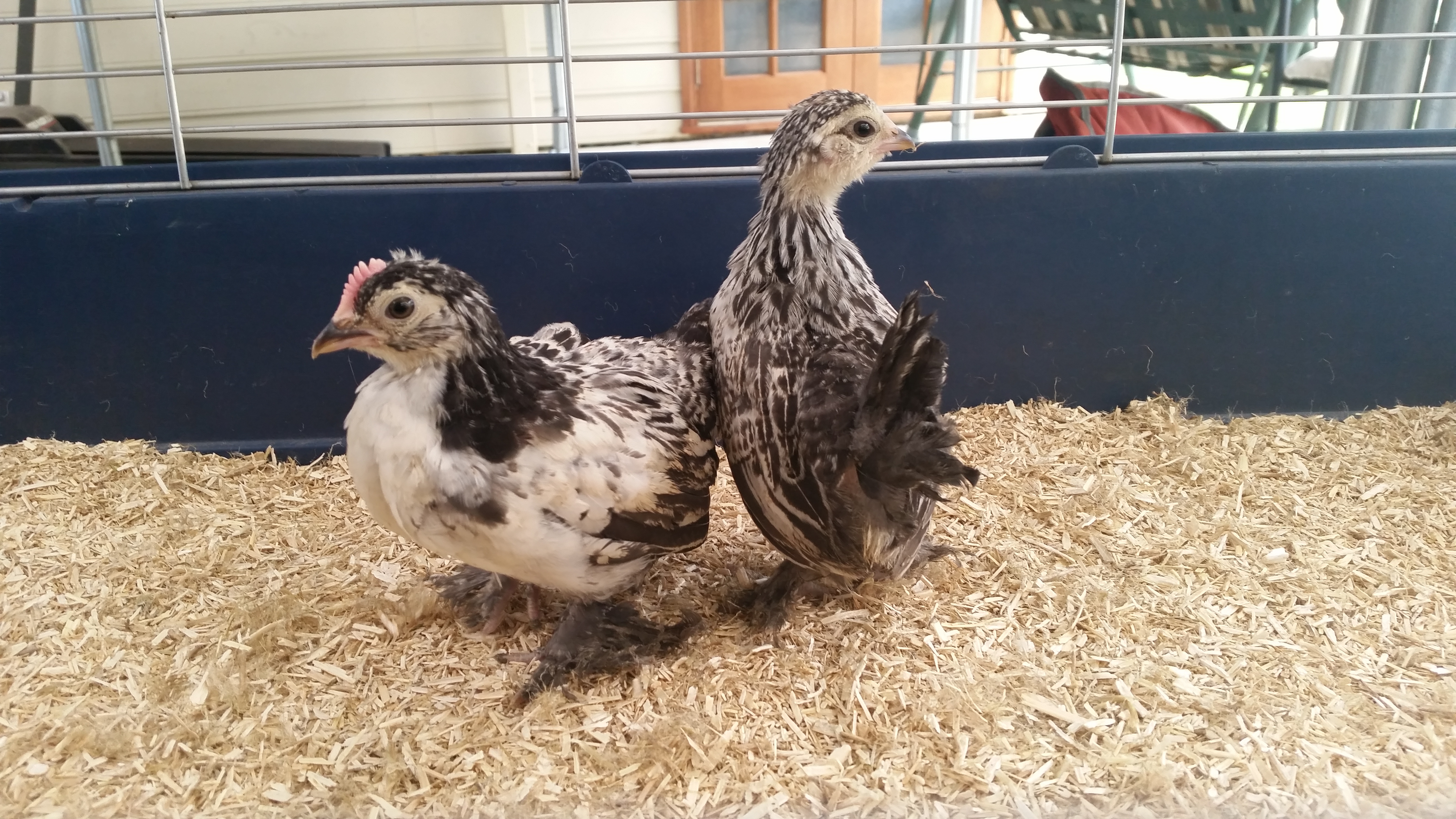 Booted Bantam For Sale | Chickens | Breed Information | Omlet