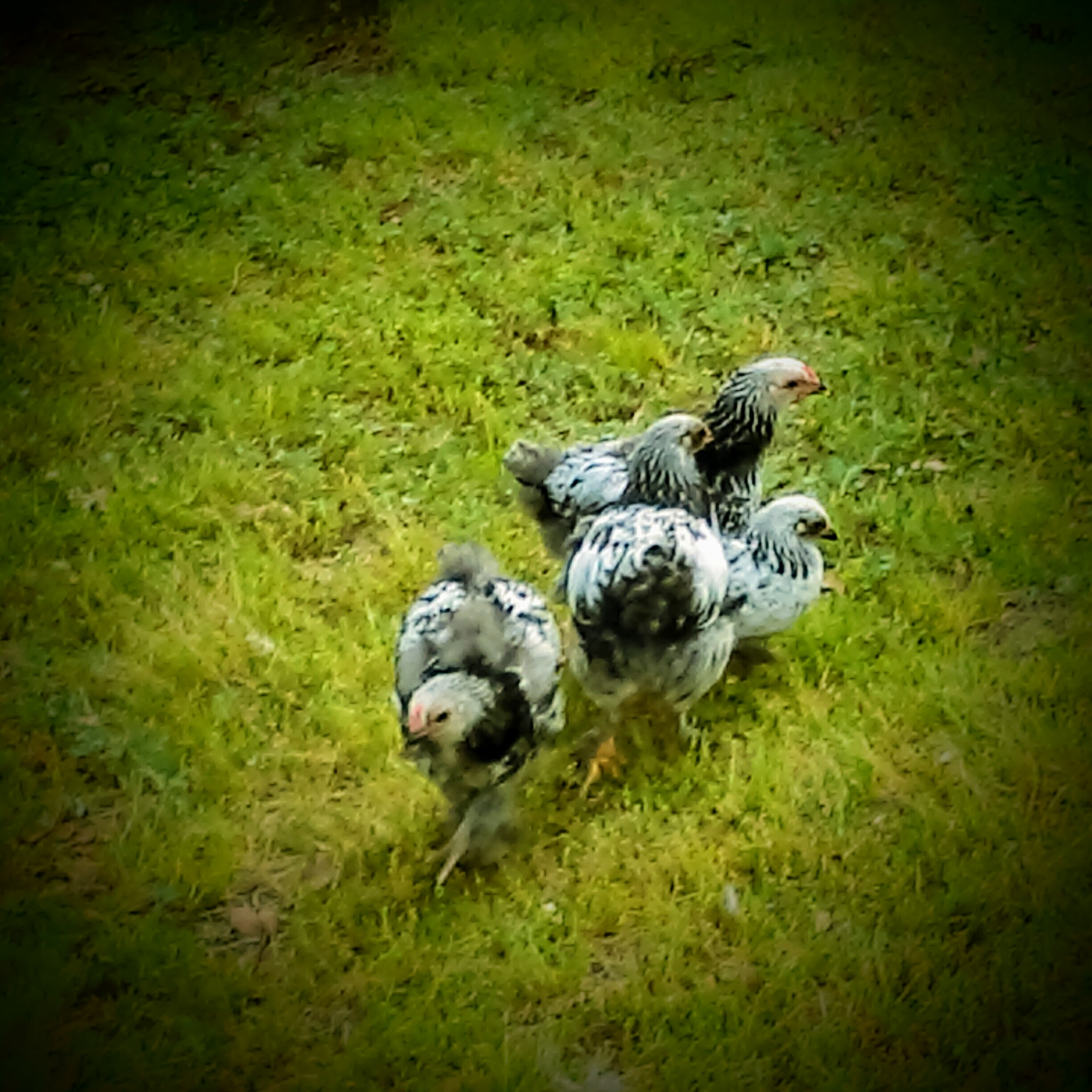 Brahma For Sale | Chickens | Breed Information | Omlet