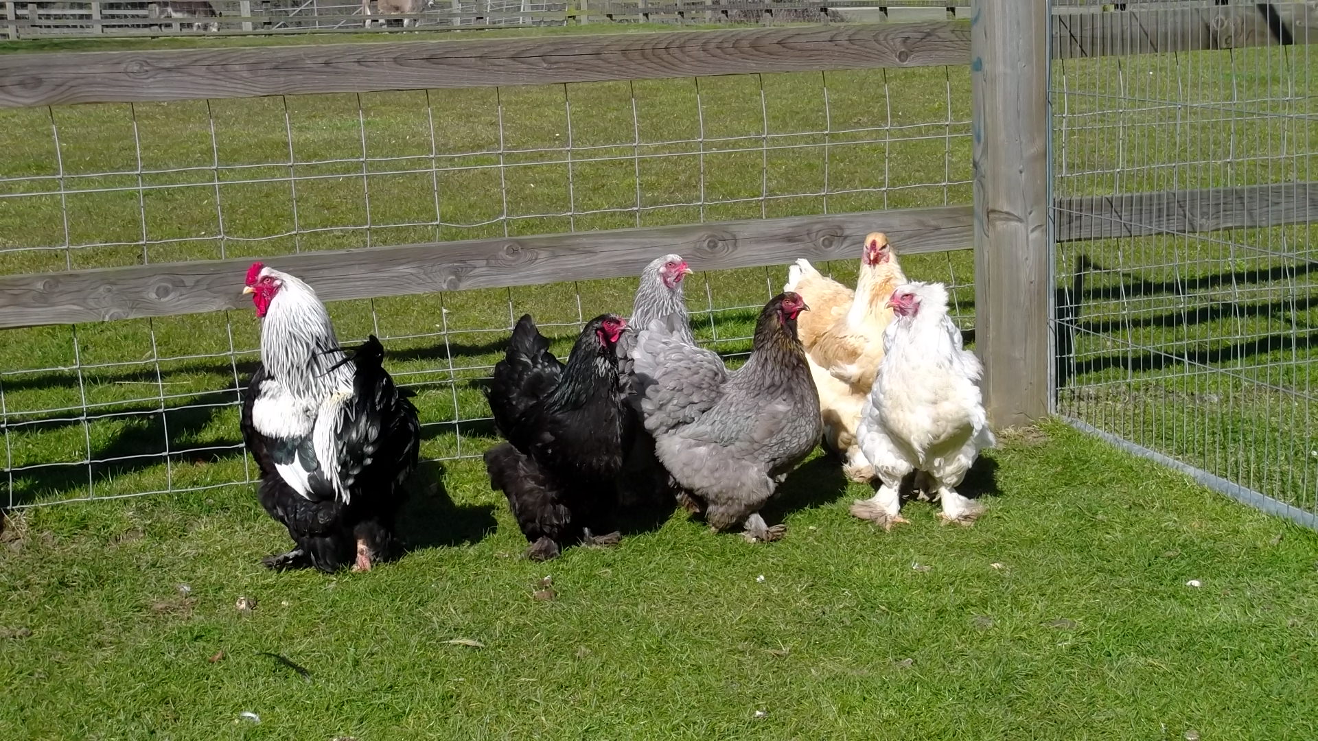 Brahma For Sale | Chickens | Breed Information | Omlet