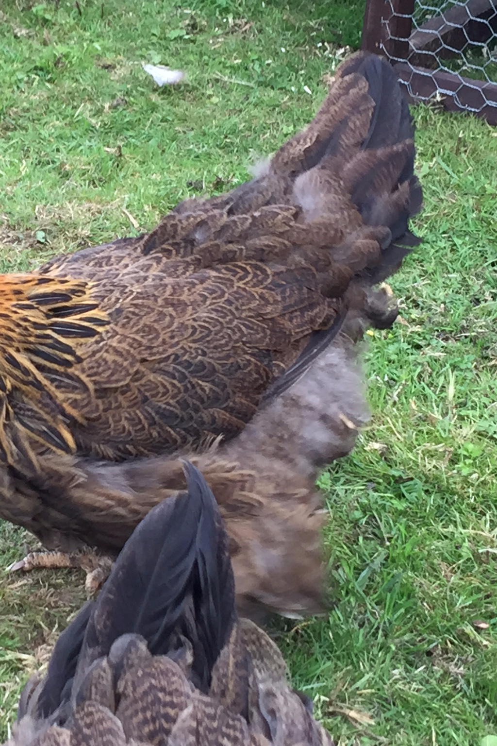 Brahma For Sale | Chickens | Breed Information | Omlet