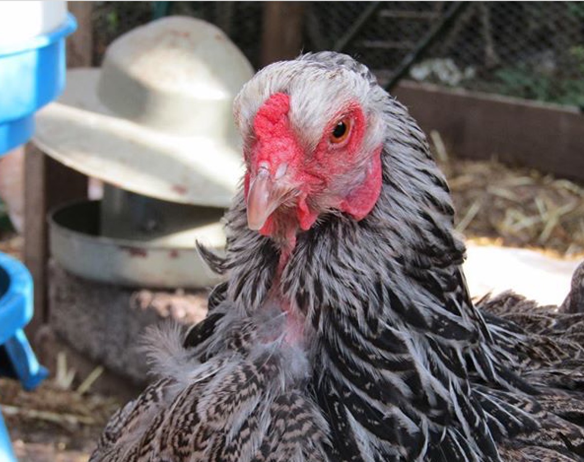 Brahma For Sale | Chickens | Breed Information | Omlet