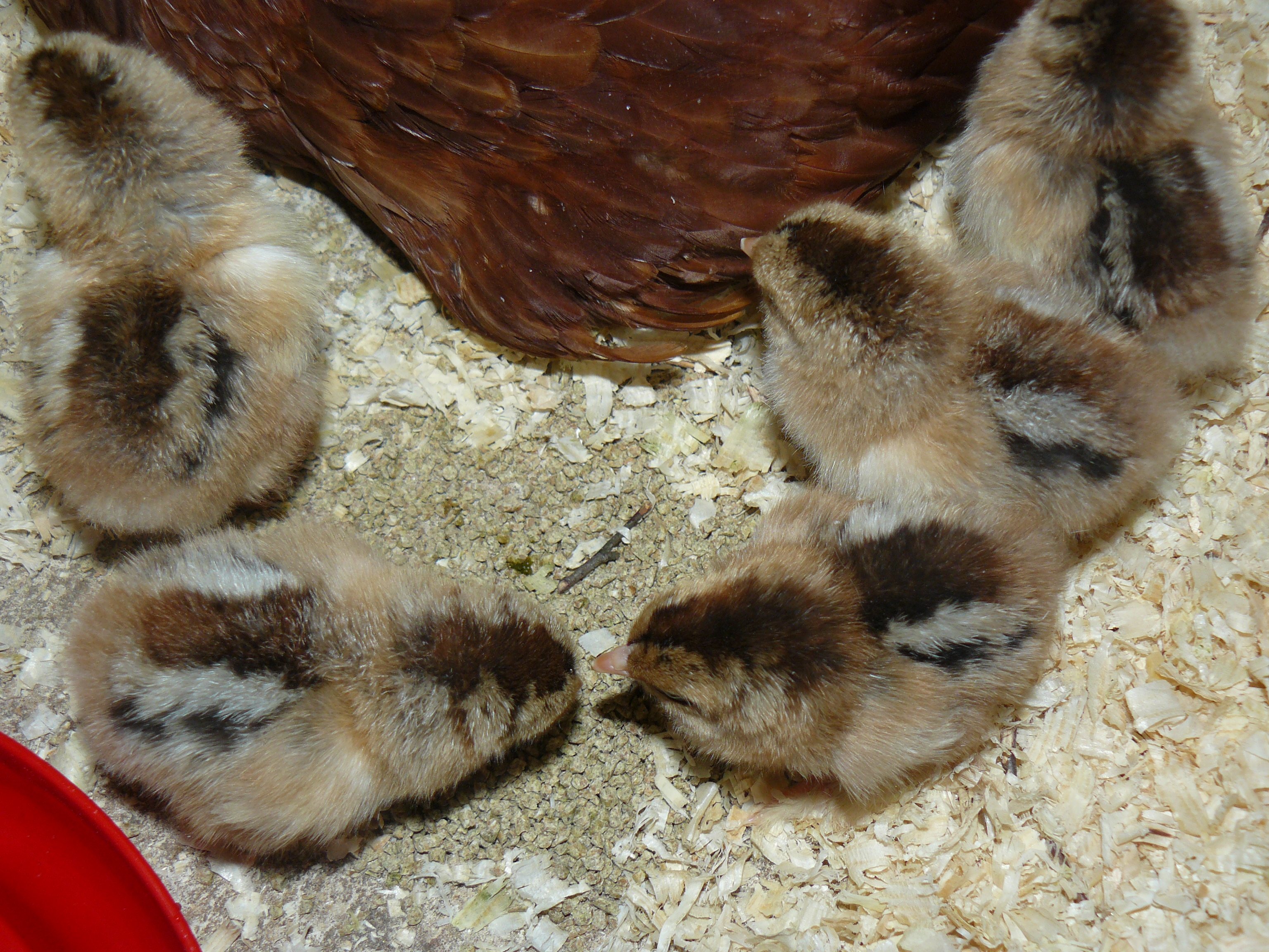 Brahma For Sale | Chickens | Breed Information | Omlet