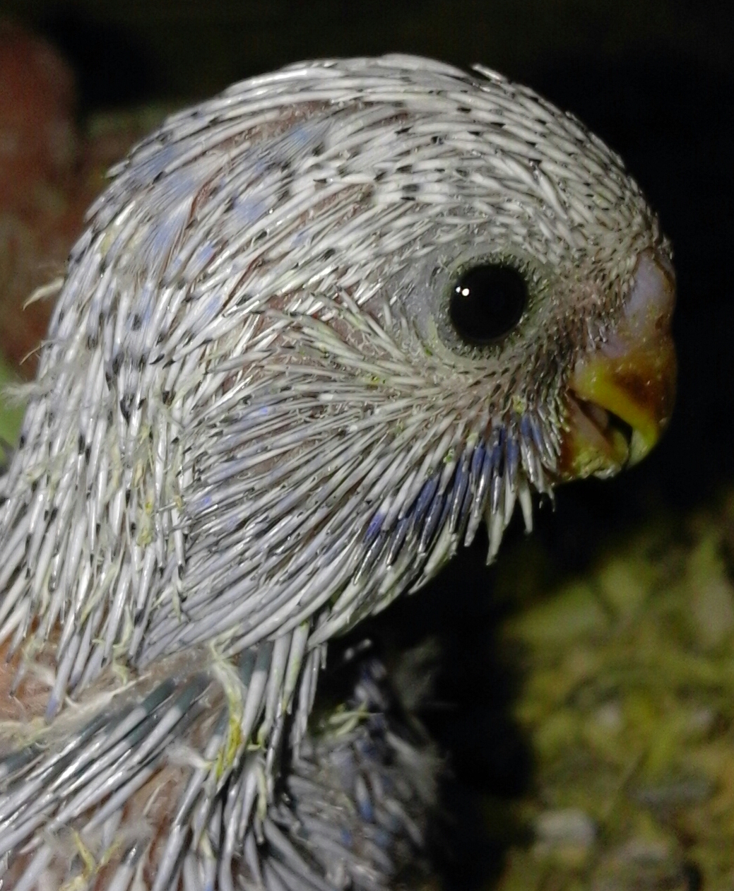 Budgerigar | Parrots | Breed Information | Omlet