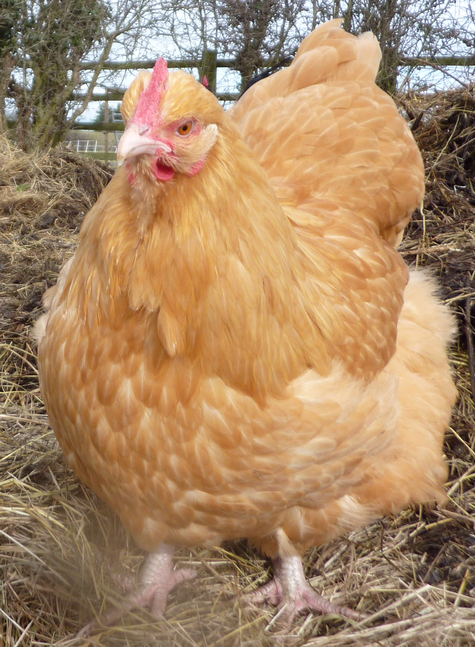 Orpington For Sale | Chickens | Breed Information | Omlet