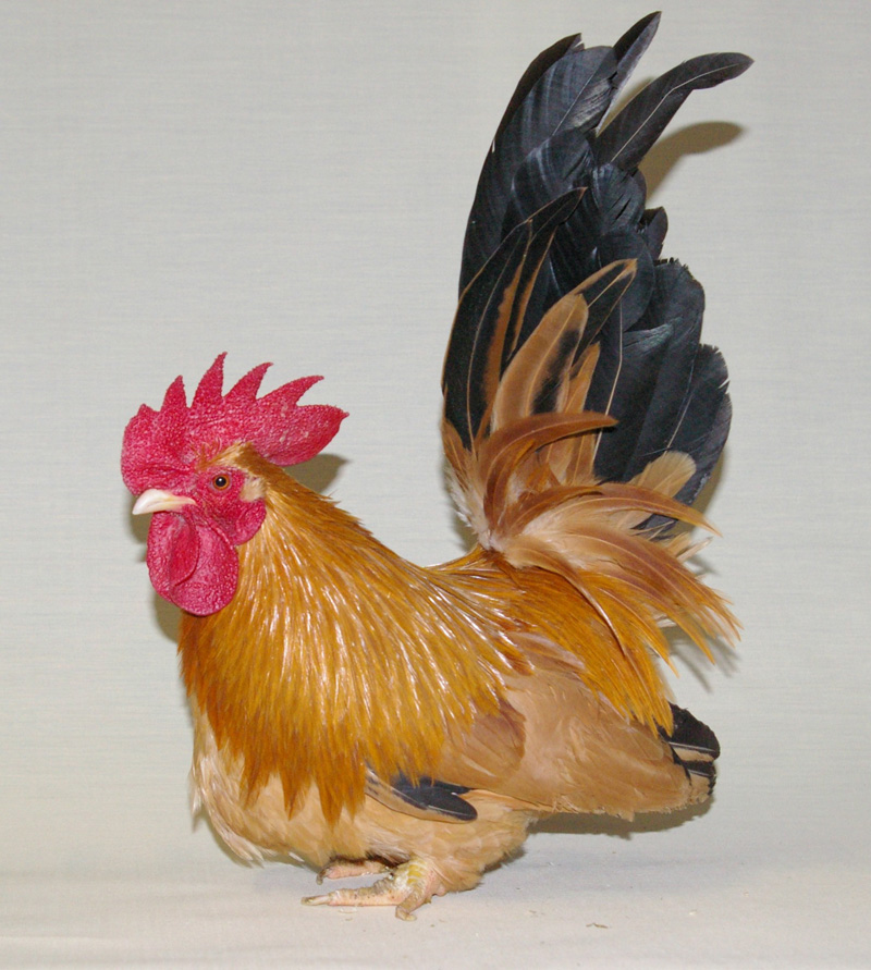 Japanese Bantam For Sale | Chickens | Breed Information | Omlet