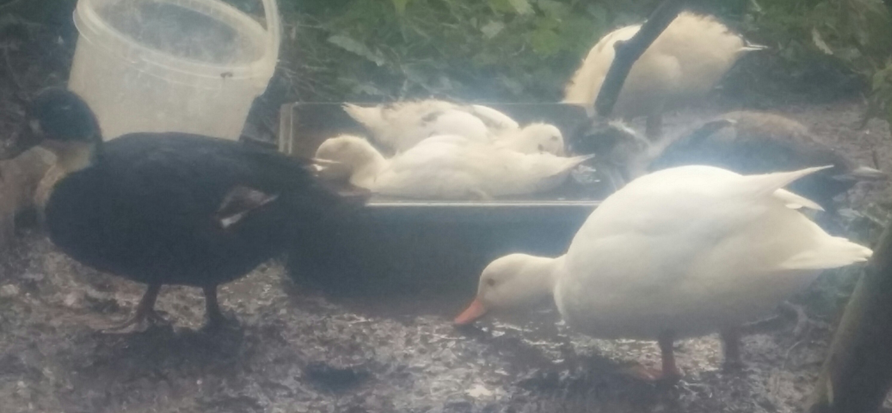 Call Duck For Sale | Ducks | Breed Information | Omlet