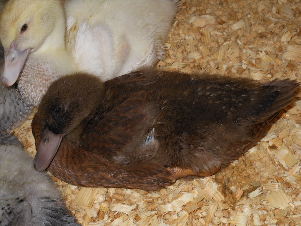 Campbells | Ducks | Breed Information | Omlet