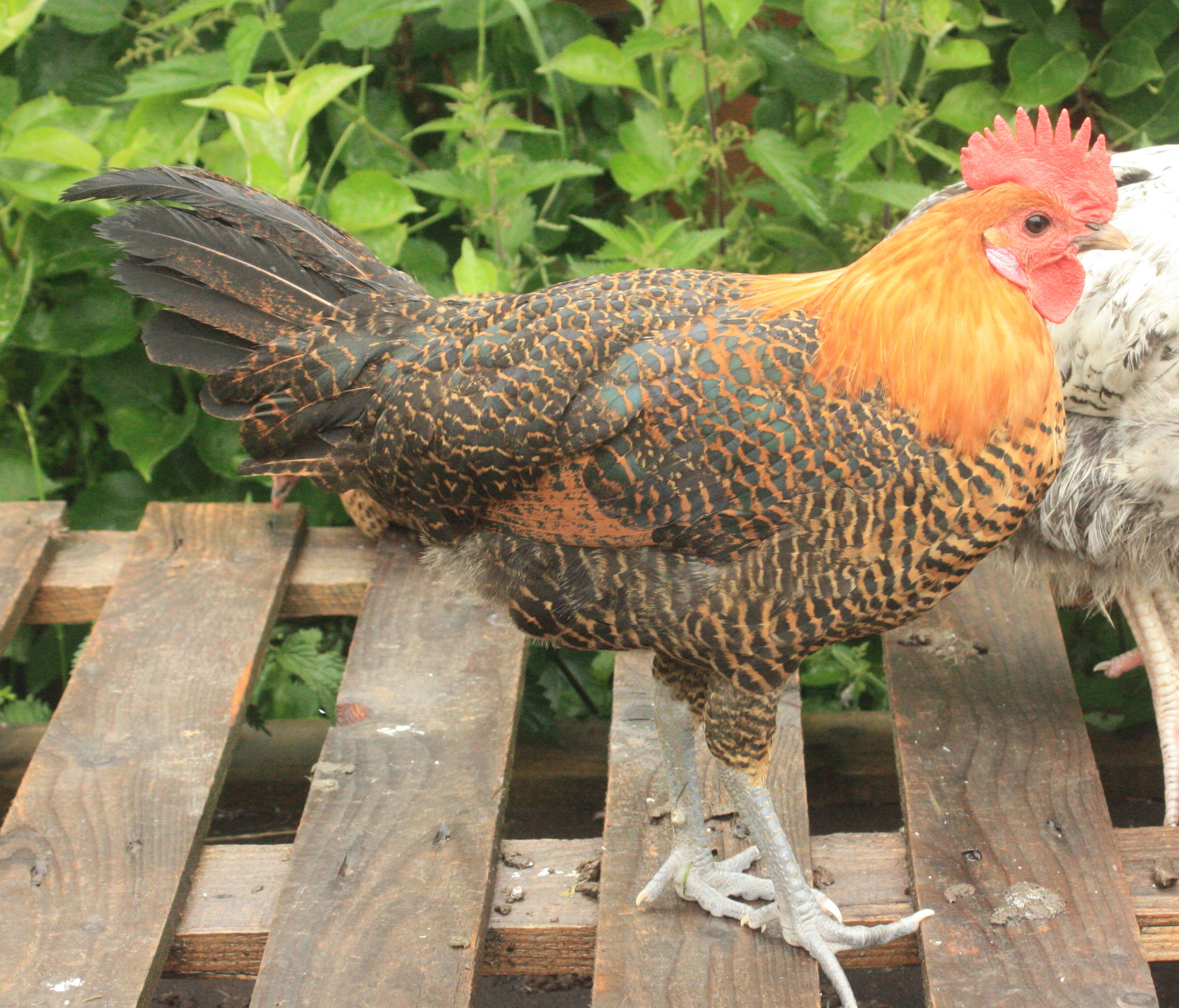 Campine For Sale | Chickens | Breed Information | Omlet