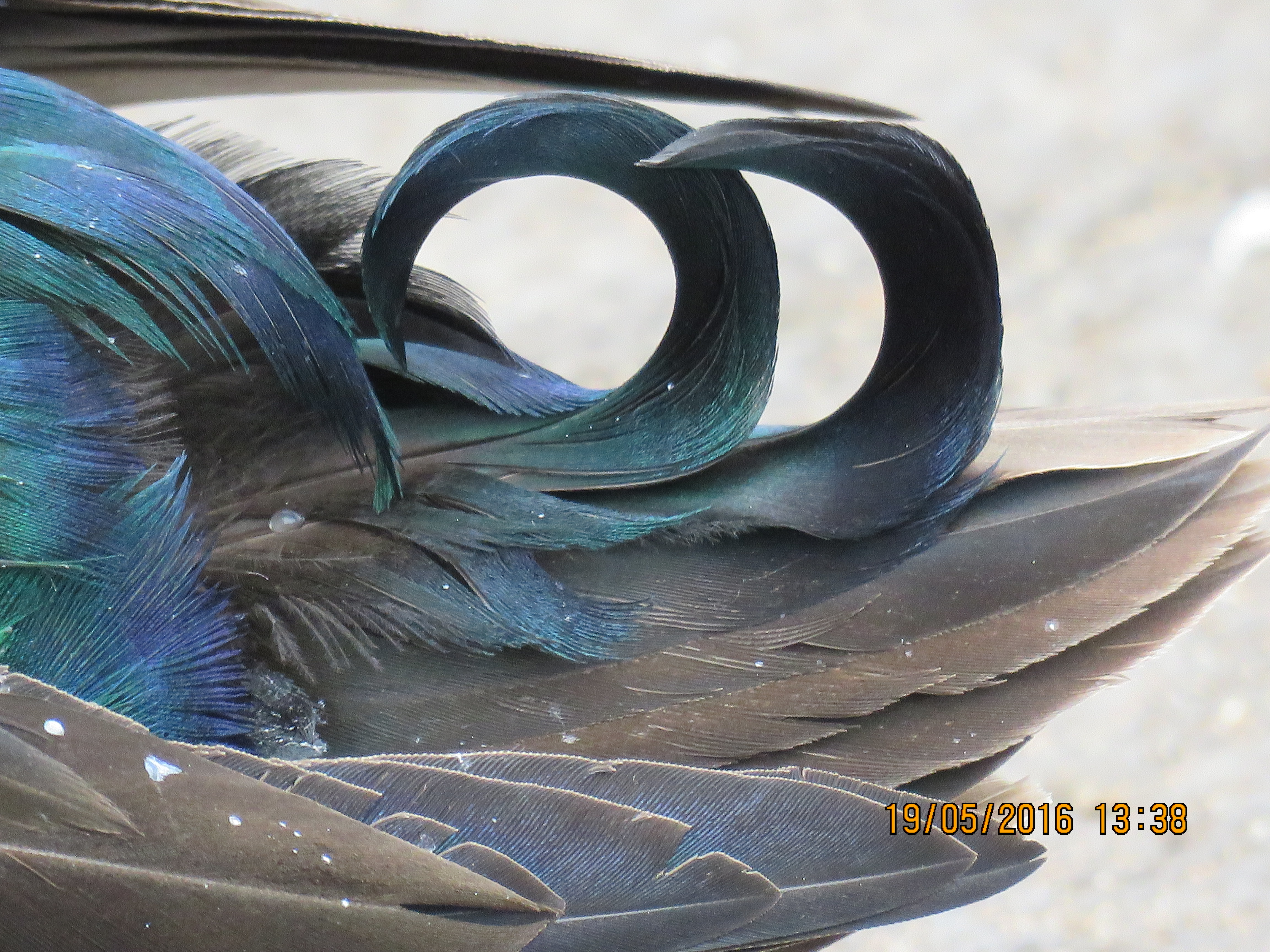 Cayuga | Ducks | Breed Information | Omlet