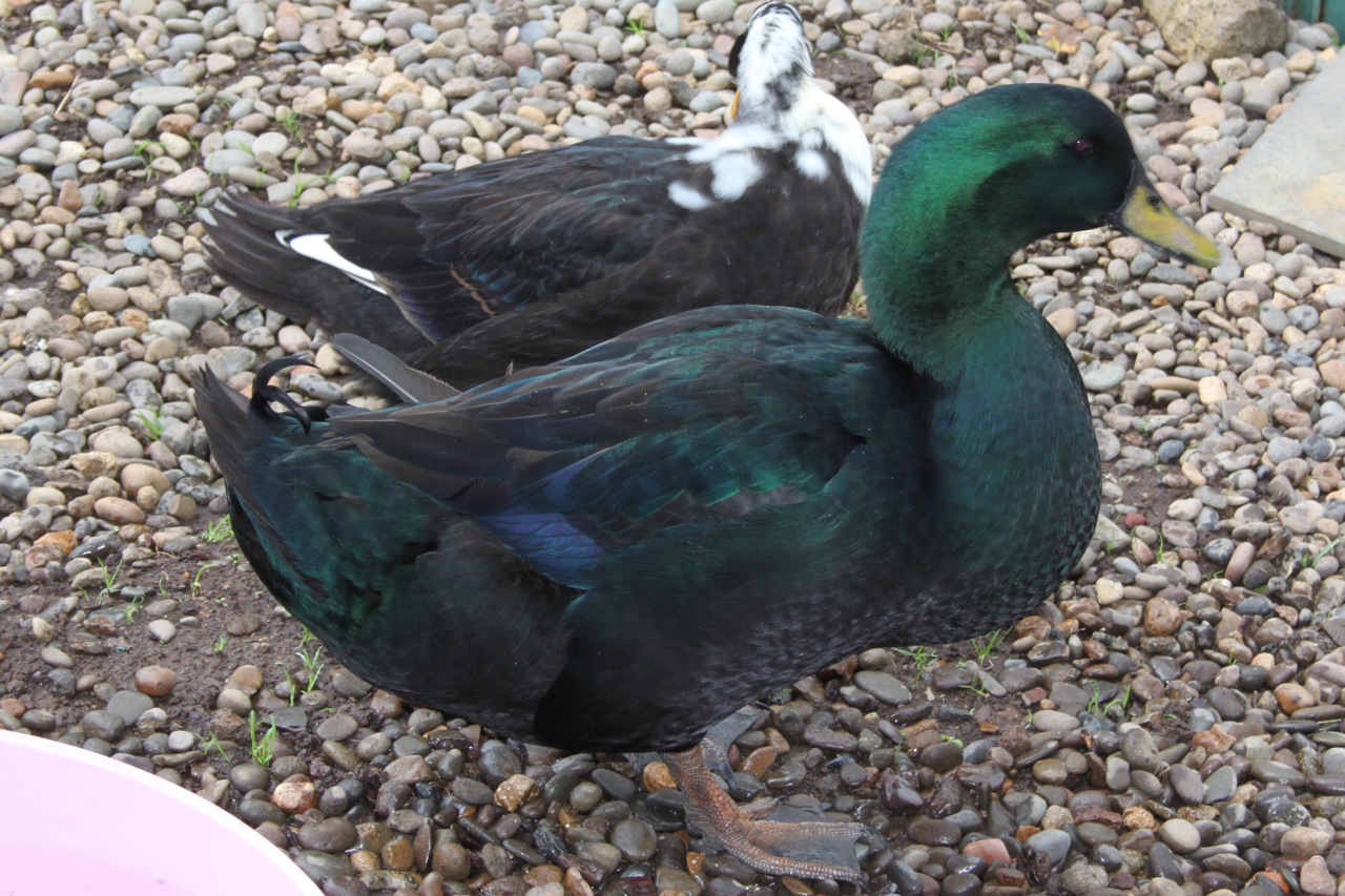 Cayuga | Ducks | Breed Information | Omlet