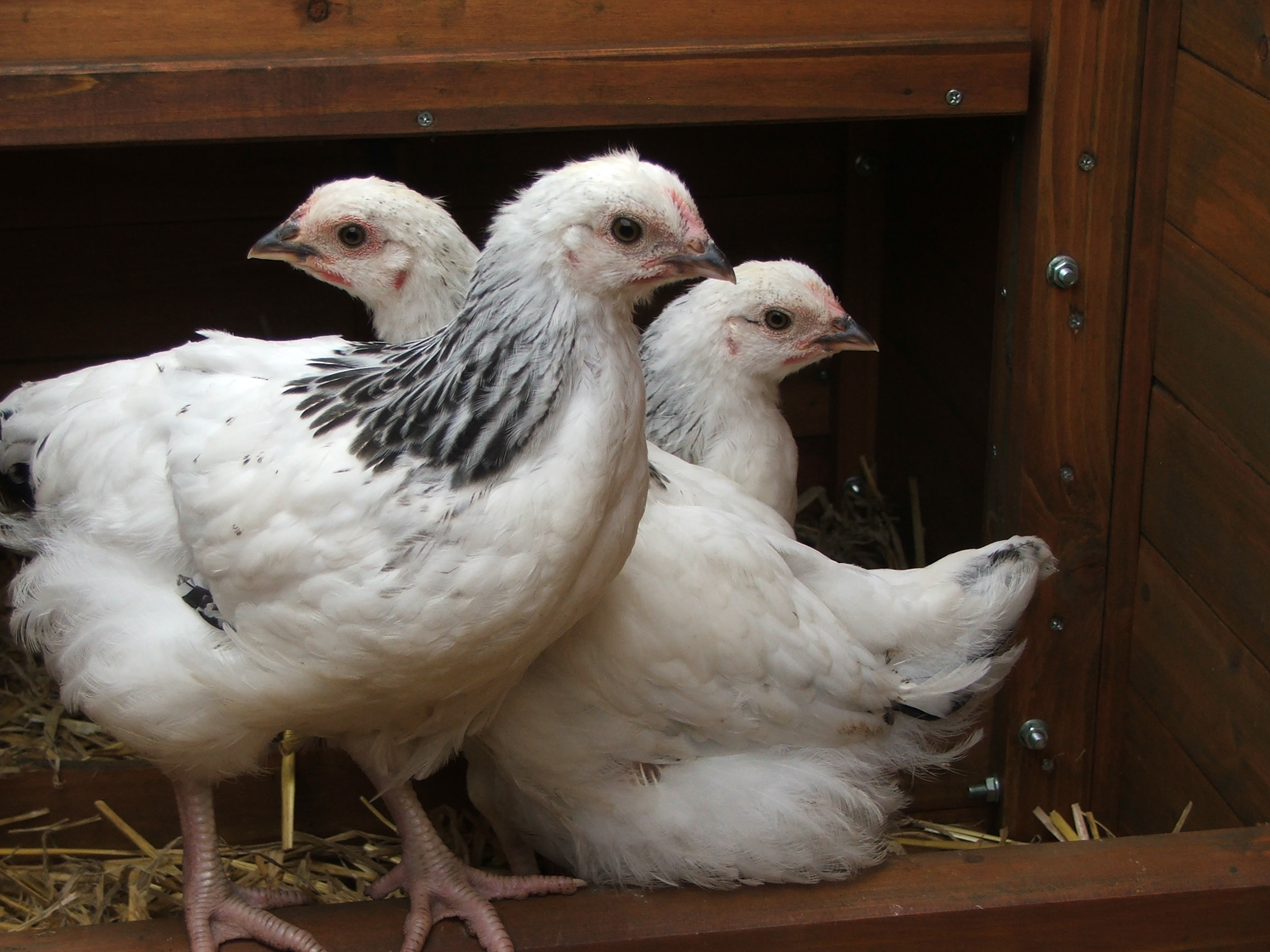 Sussex For Sale | Chickens | Breed Information | Omlet
