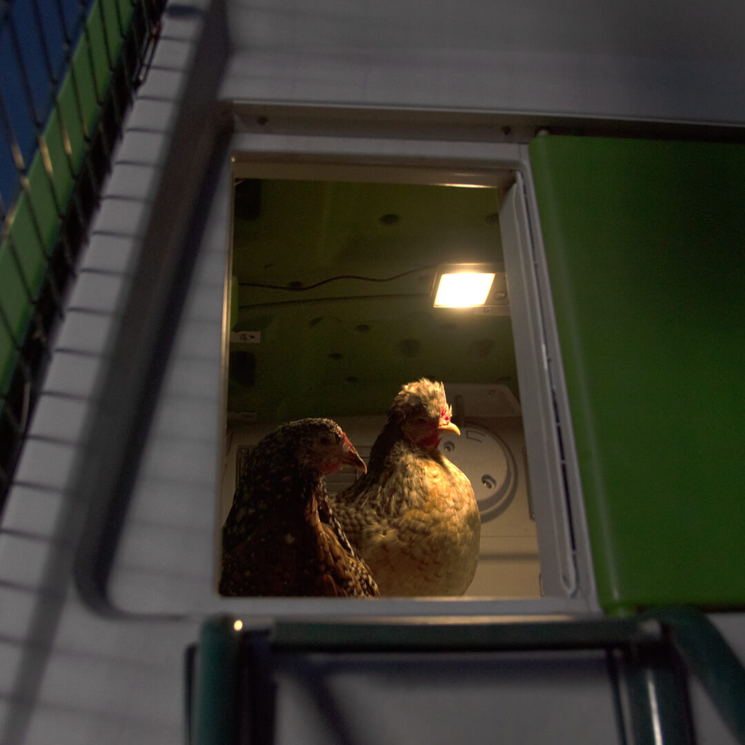Chicken Coop Light - Automatic Chicken Coop Door | Omlet