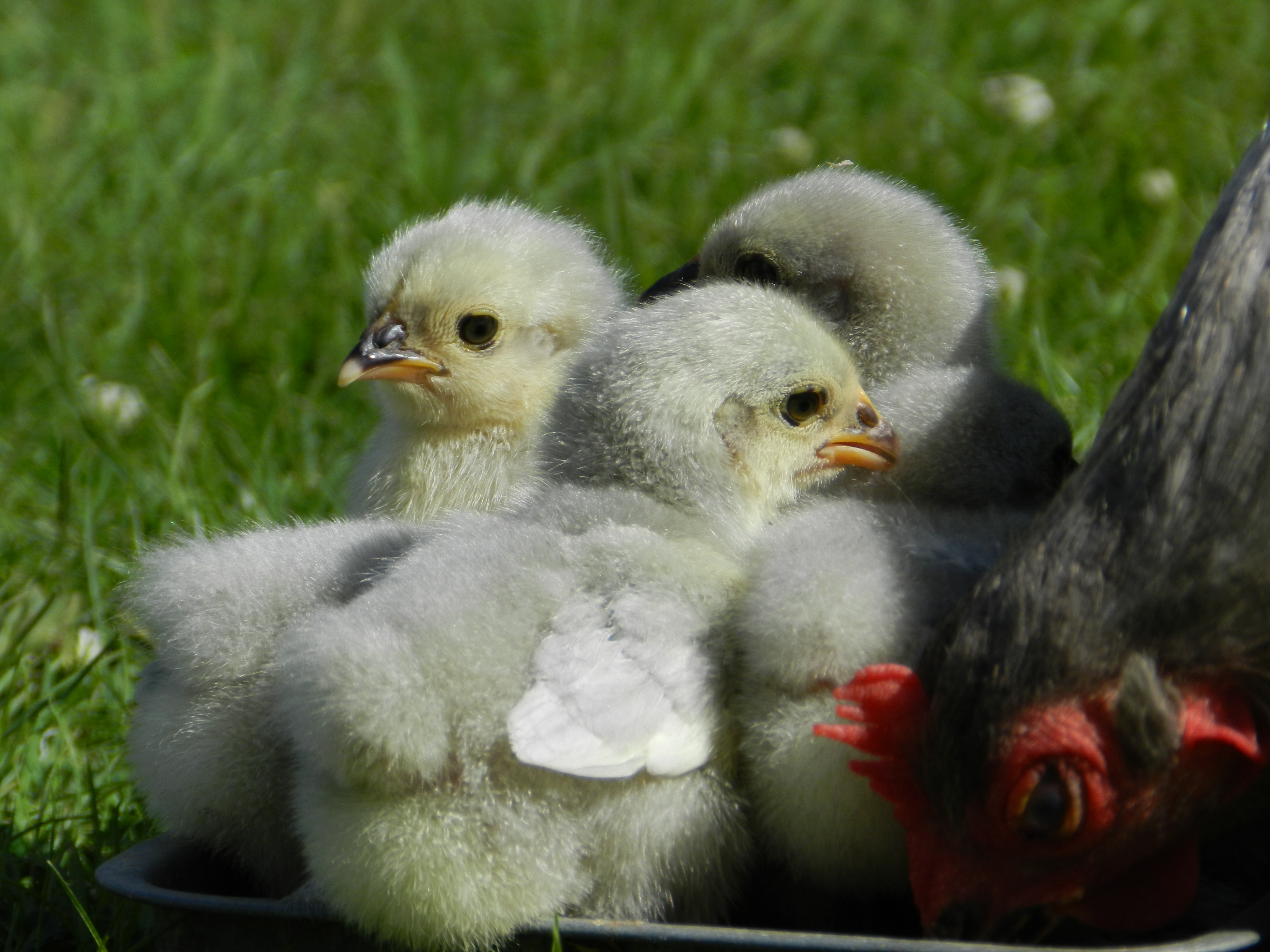 Are My Chickens Broody? | About Chickens | Chickens | Guide | Omlet UK