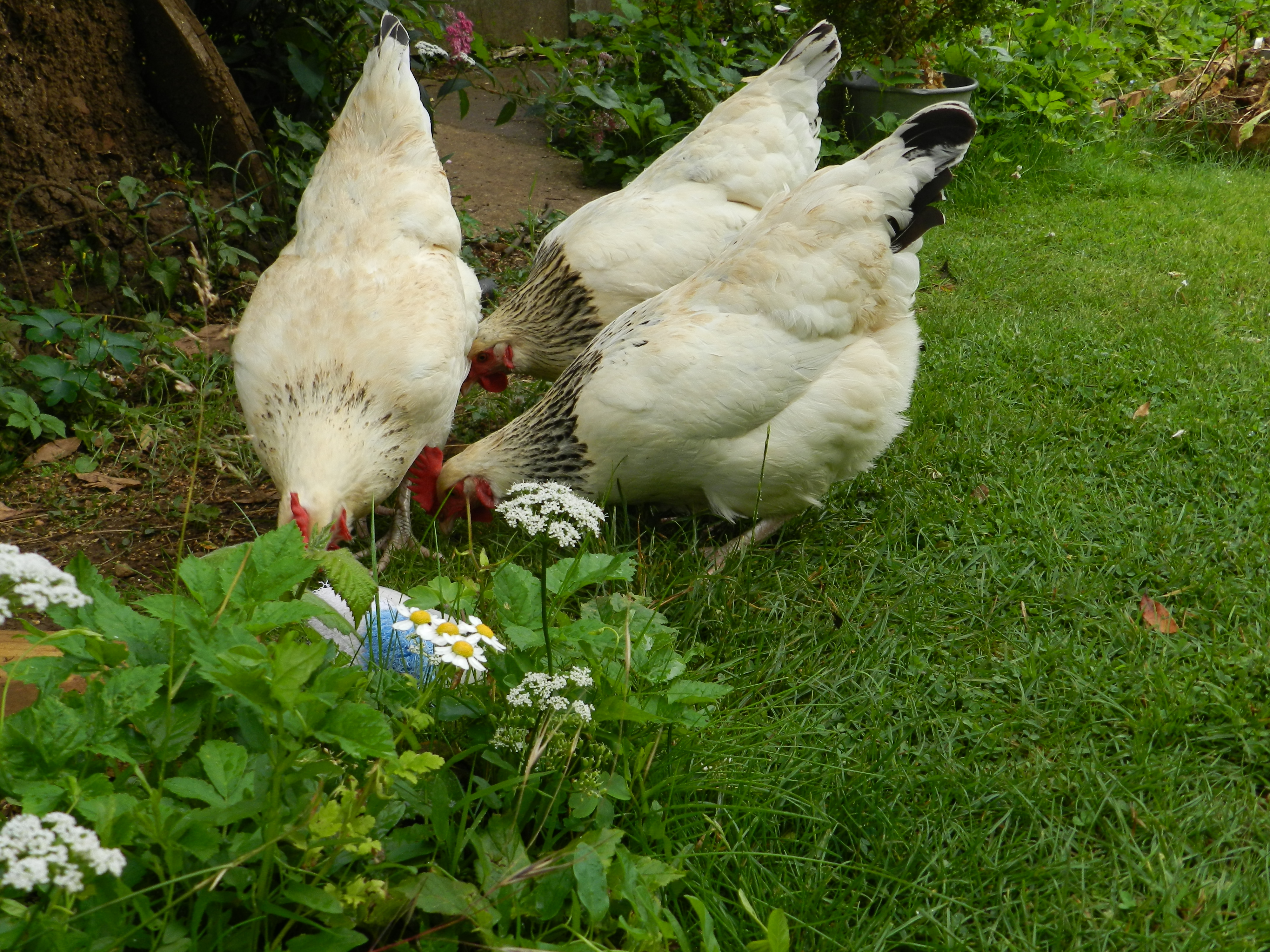 Chicken Care | Chickens | Guide | Omlet UK