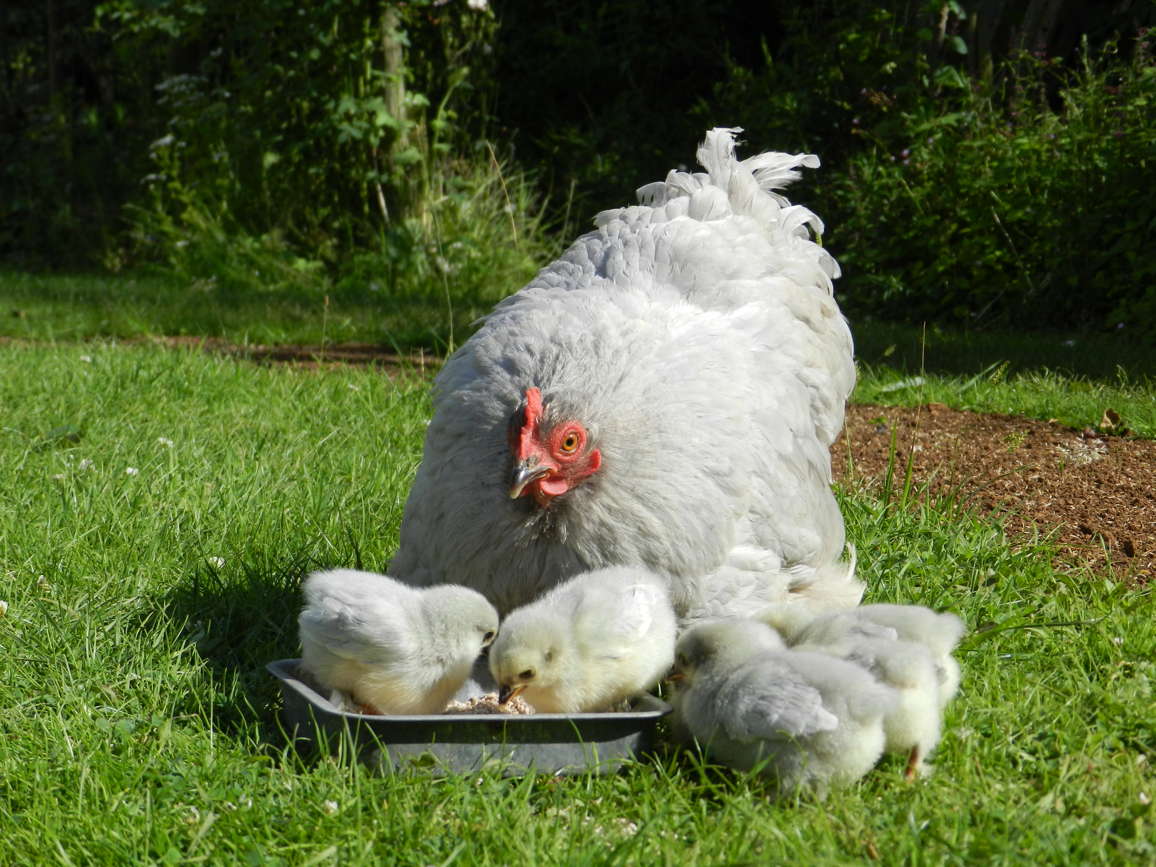 Weekly Care | Chicken Care | Chickens | Guide | Omlet UK
