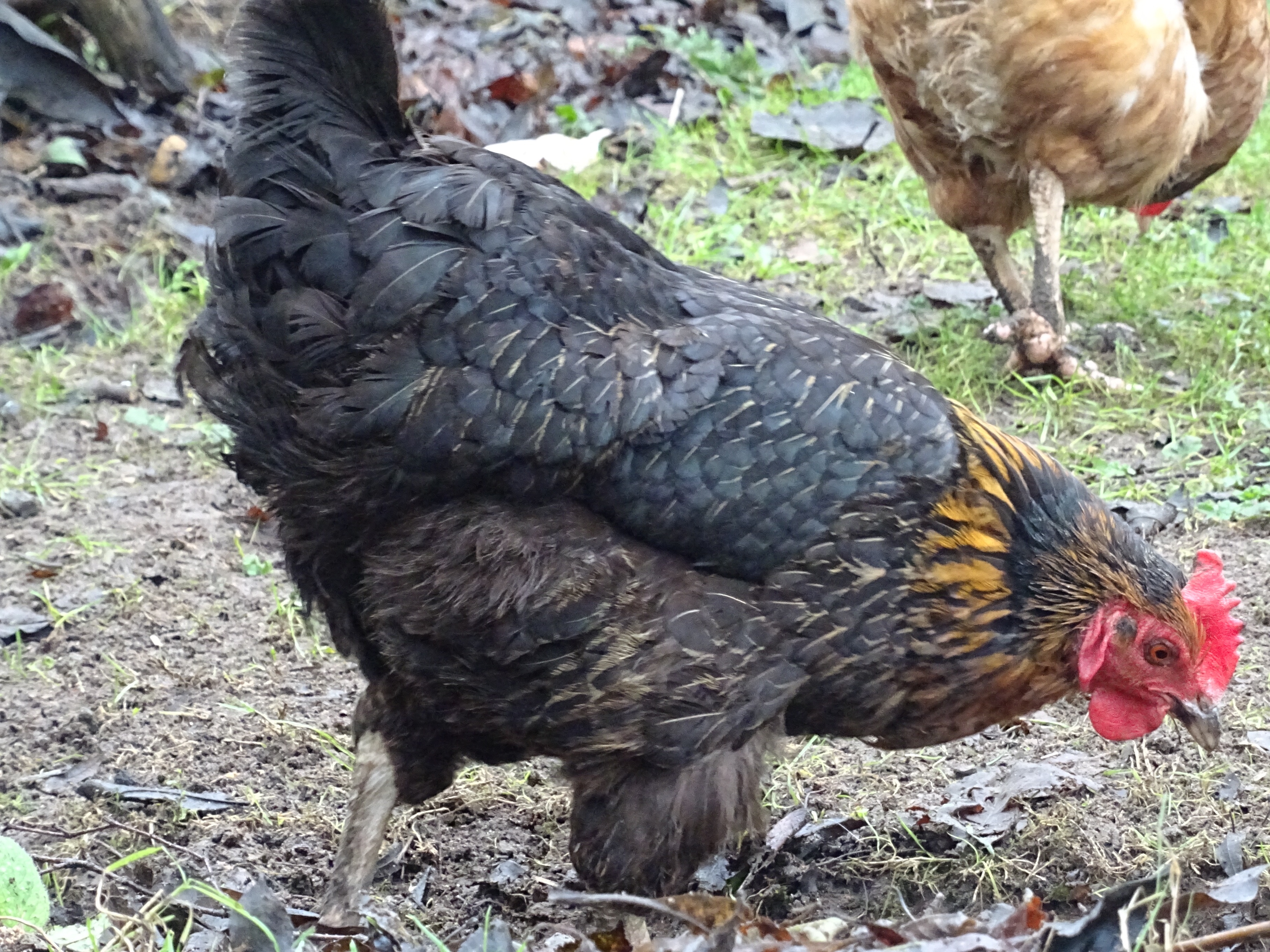 Chickens | Guide | Omlet UK