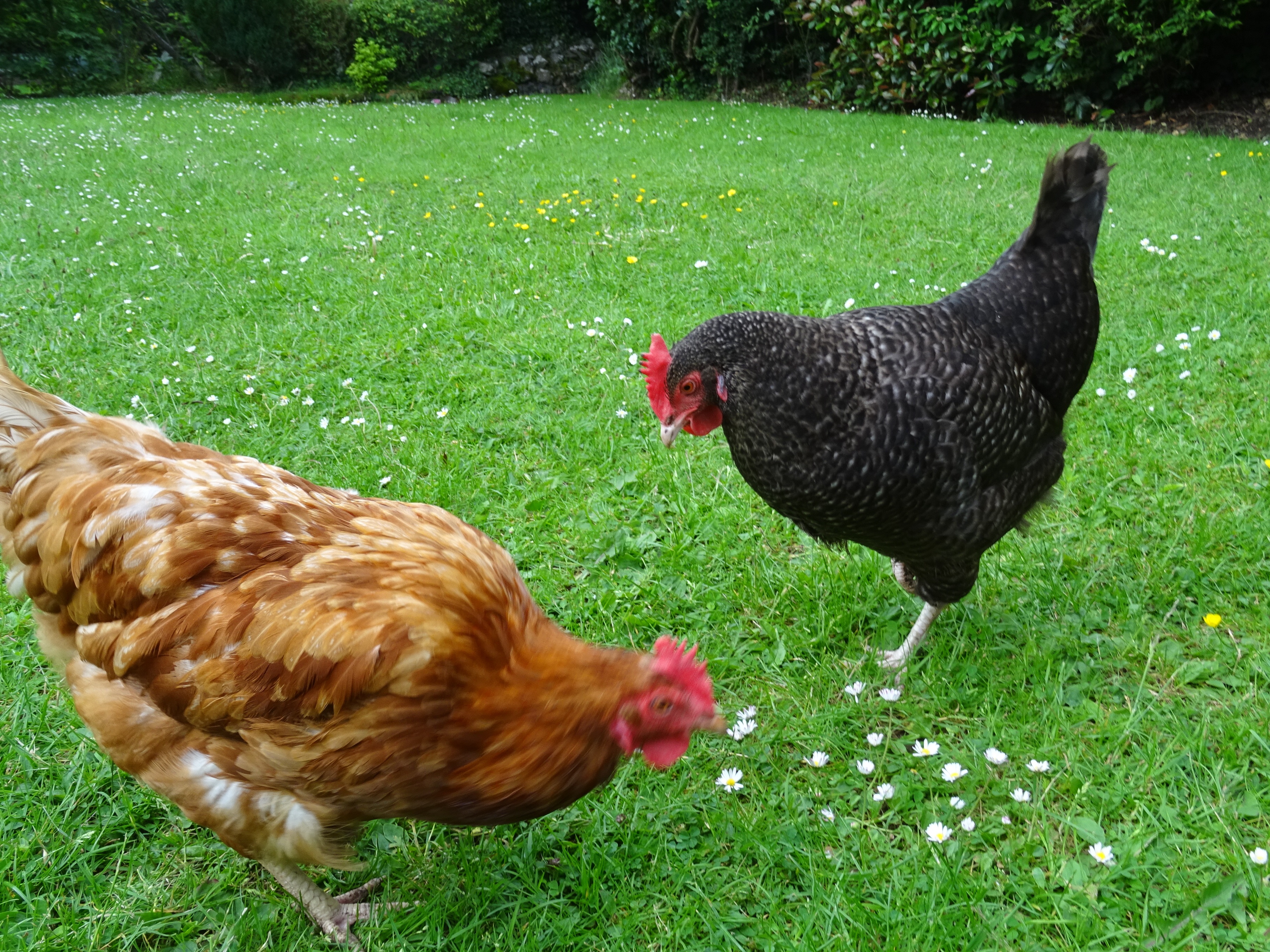 Chickens | Guide | Omlet UK