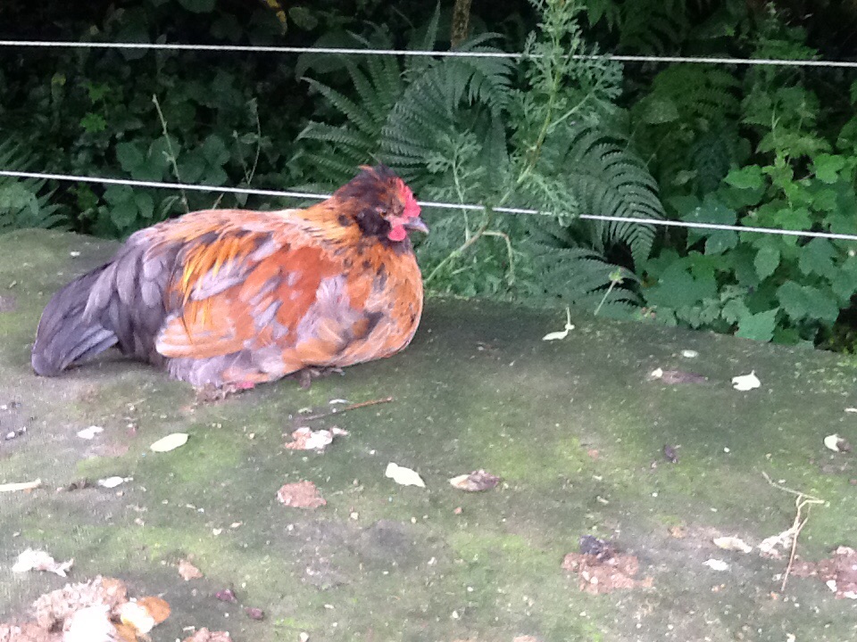 Chickens | Guide | Omlet UK