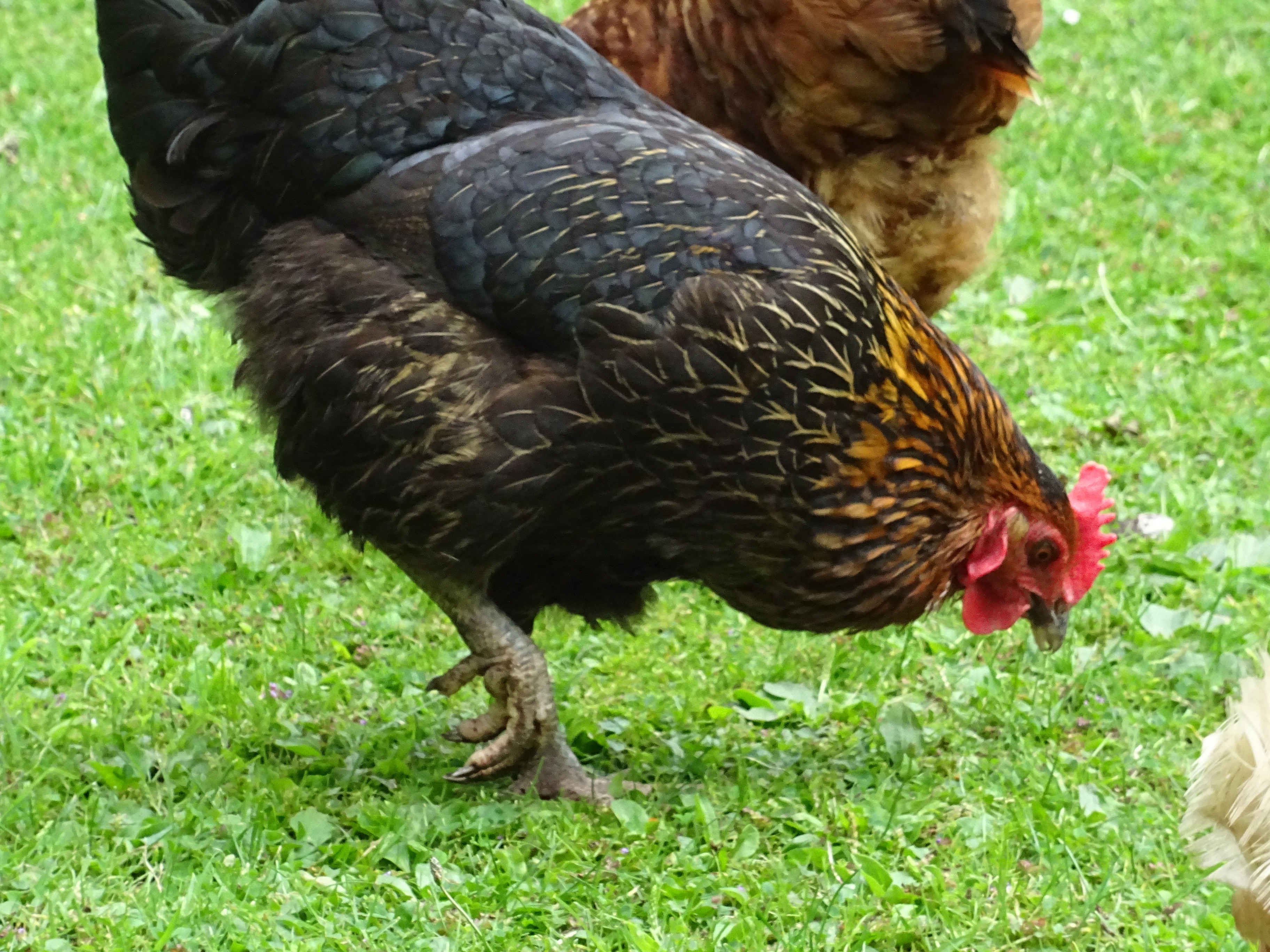 Chickens | Guide | Omlet UK