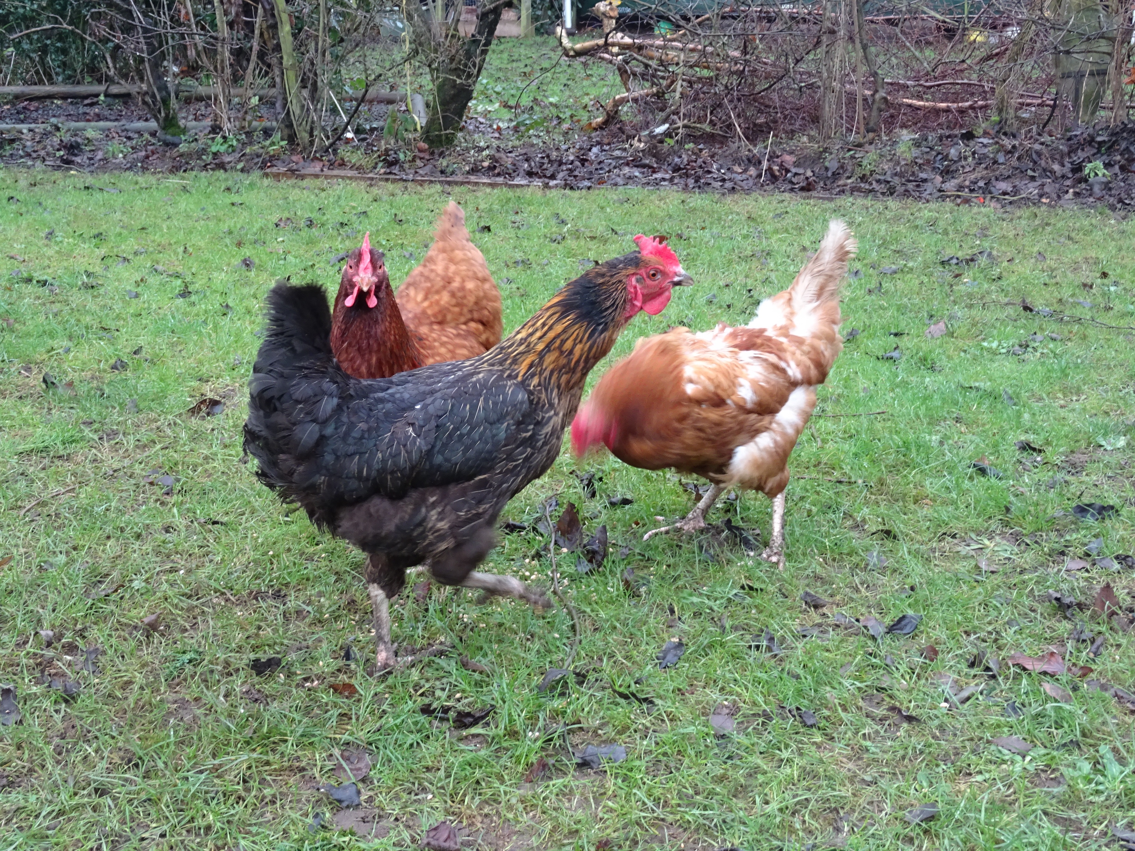 Chickens | Guide | Omlet UK