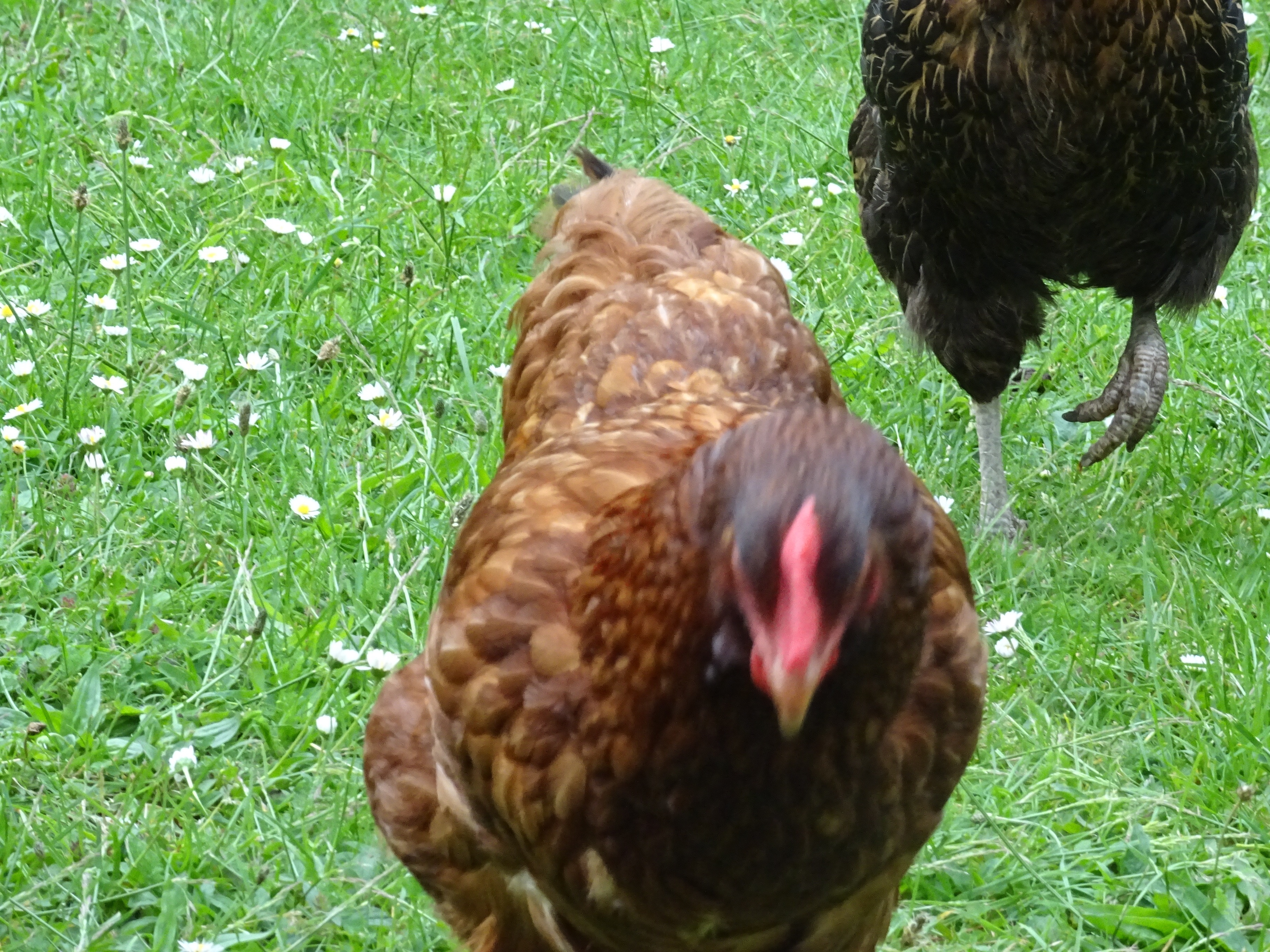 Chickens | Guide | Omlet UK