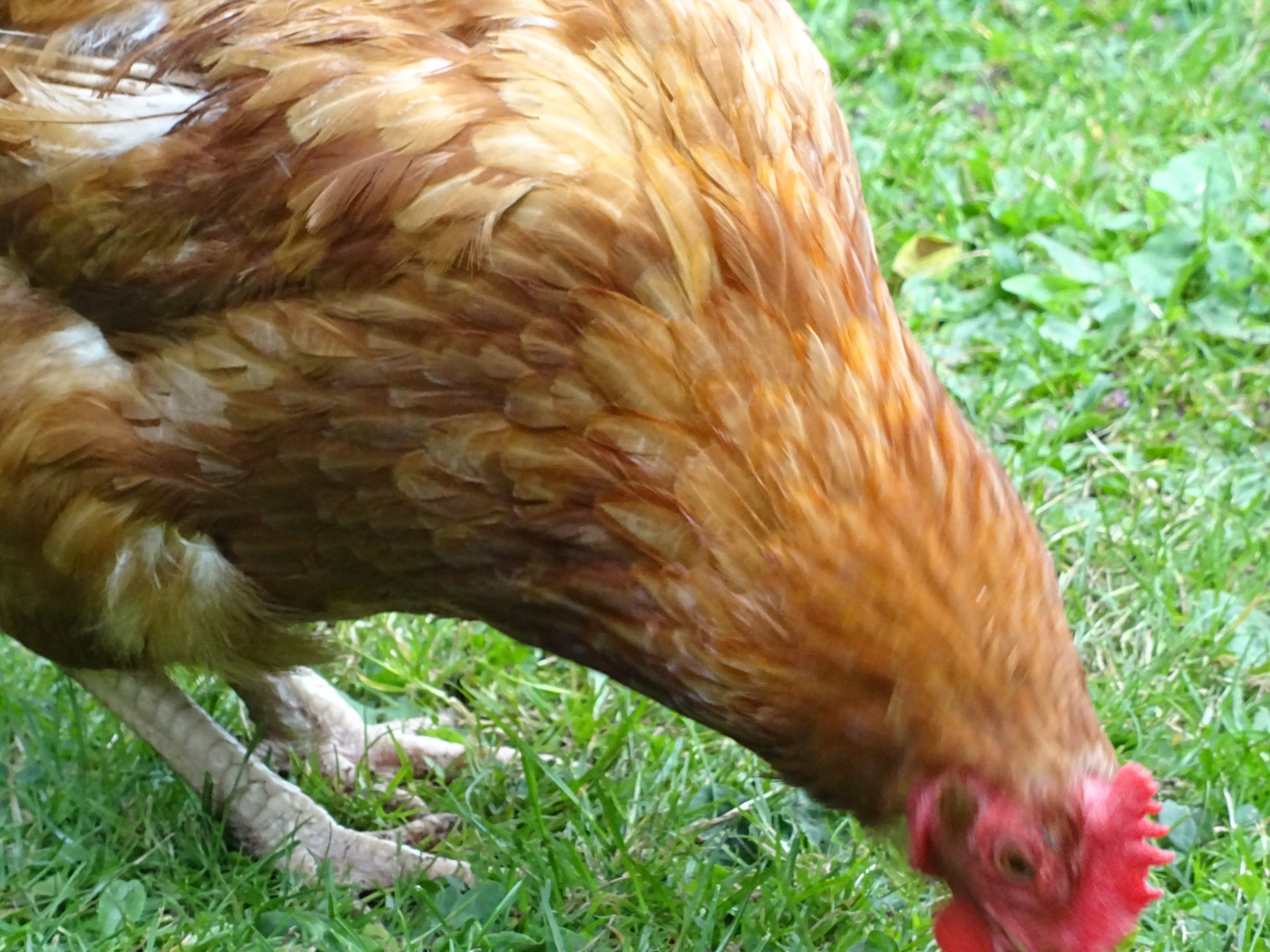 Chickens | Guide | Omlet UK