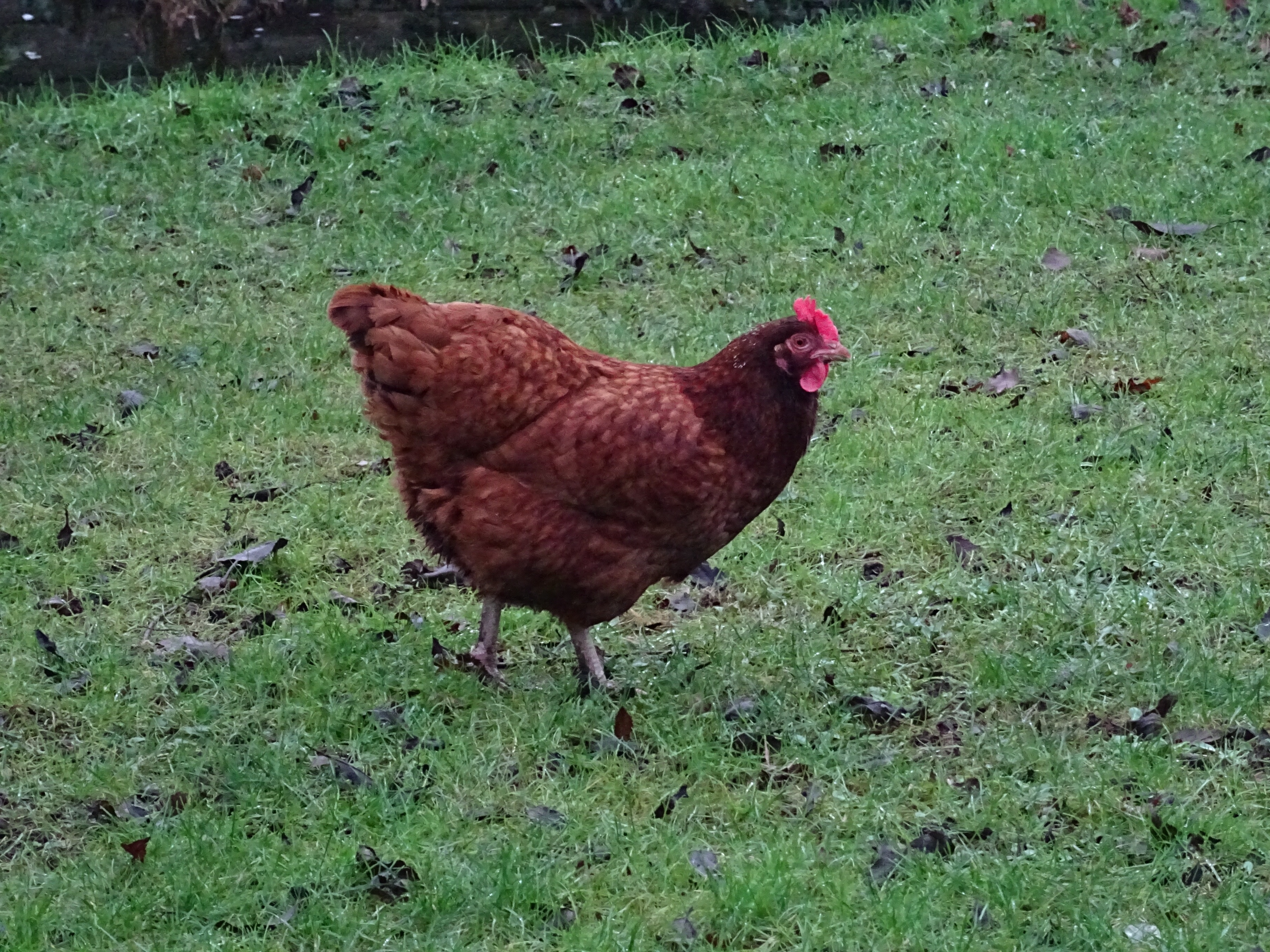 Chickens | Guide | Omlet UK